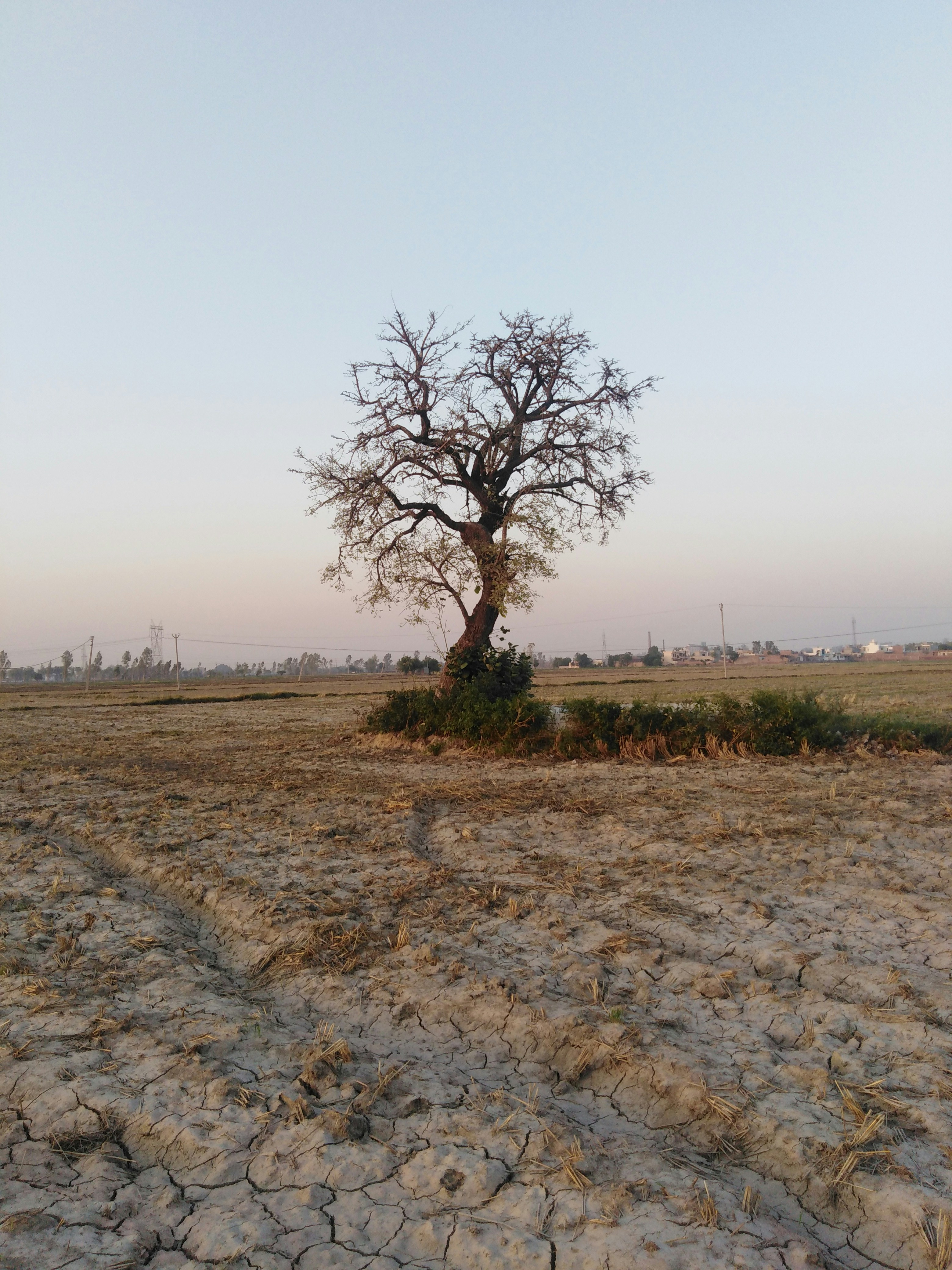 Leafless tree on brown field during daytime photo – Free Single tree ...