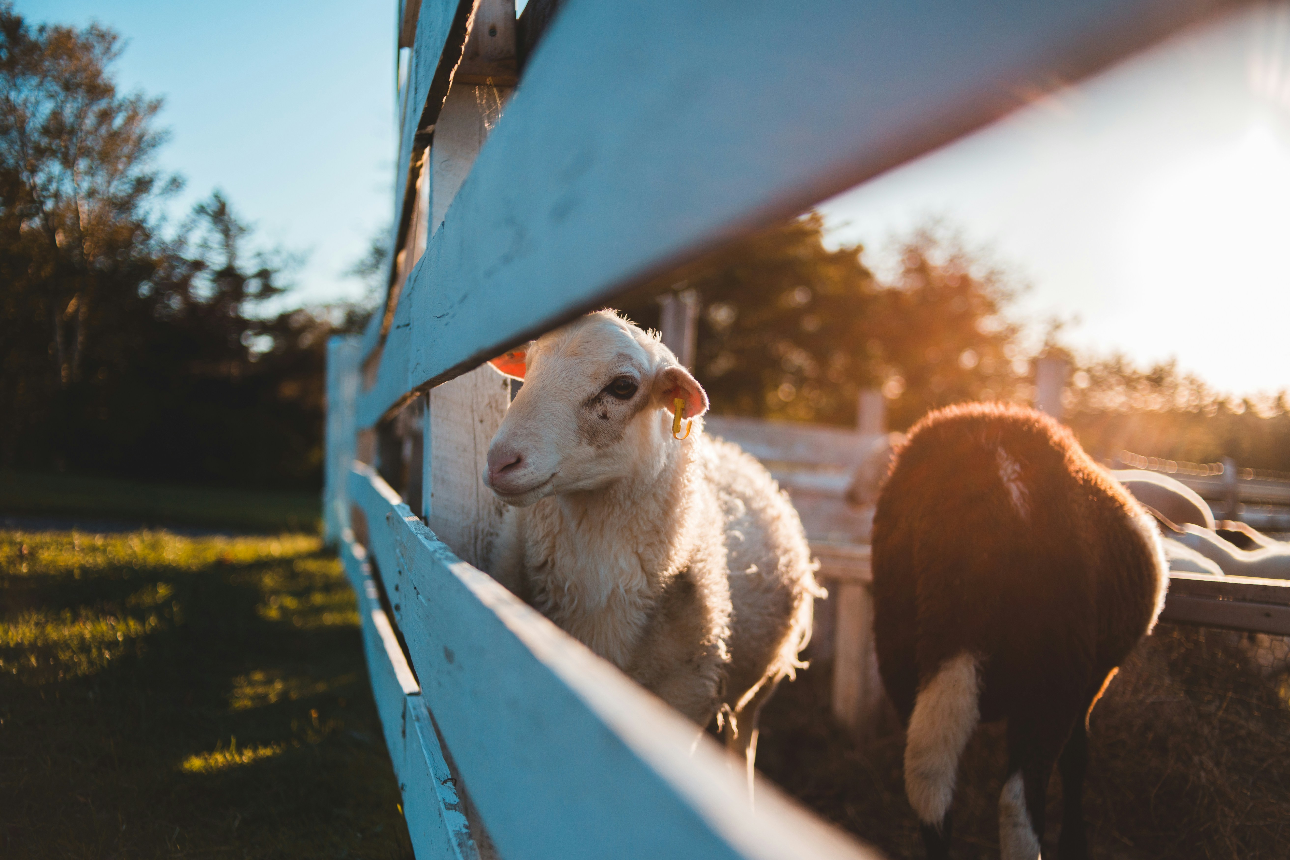 Golden Hour Pasture: White Sheep Along a Weathered Blue Fence