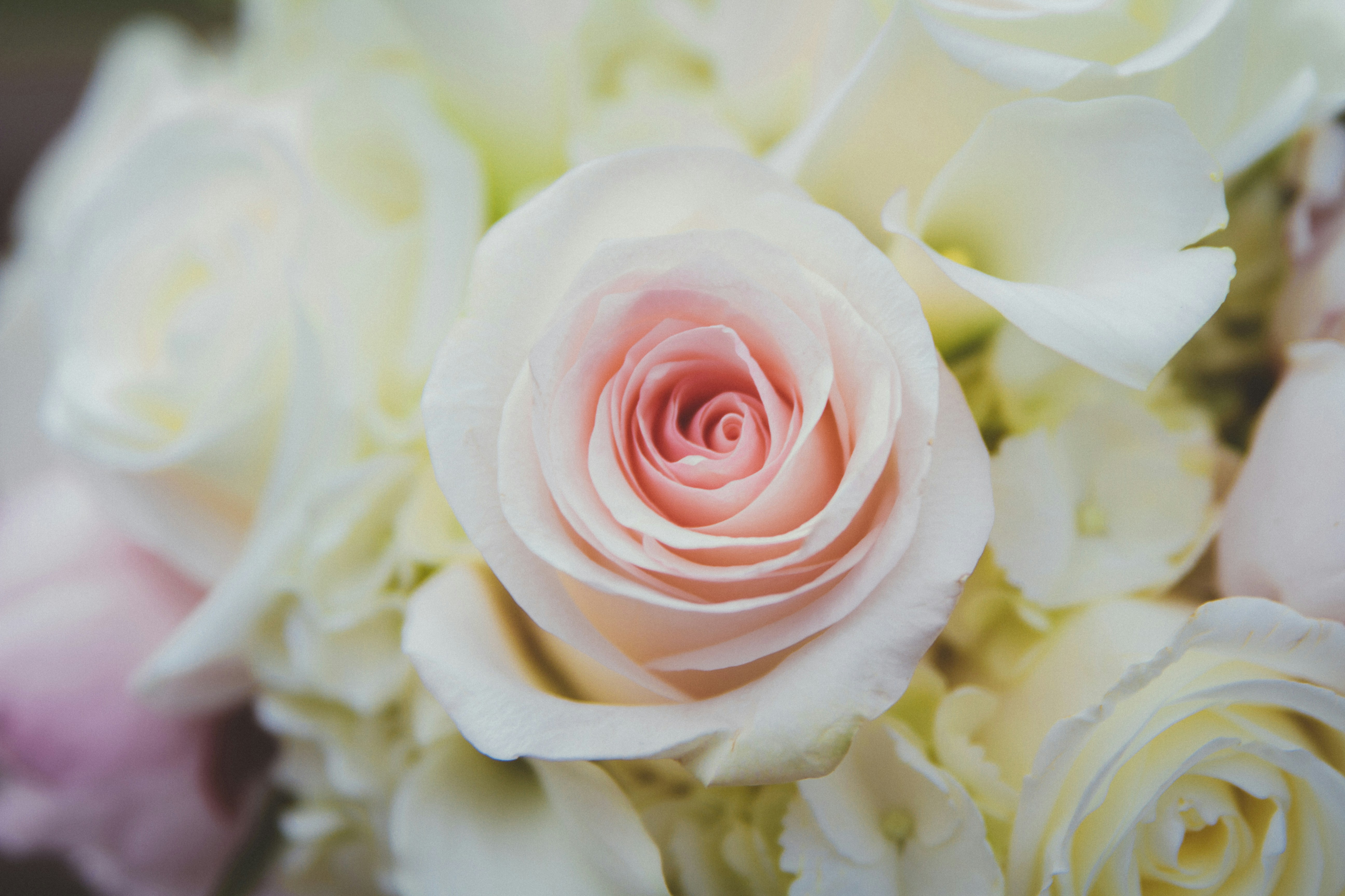 Pink and white rose in bloom photo – Free Flower Image on Unsplash