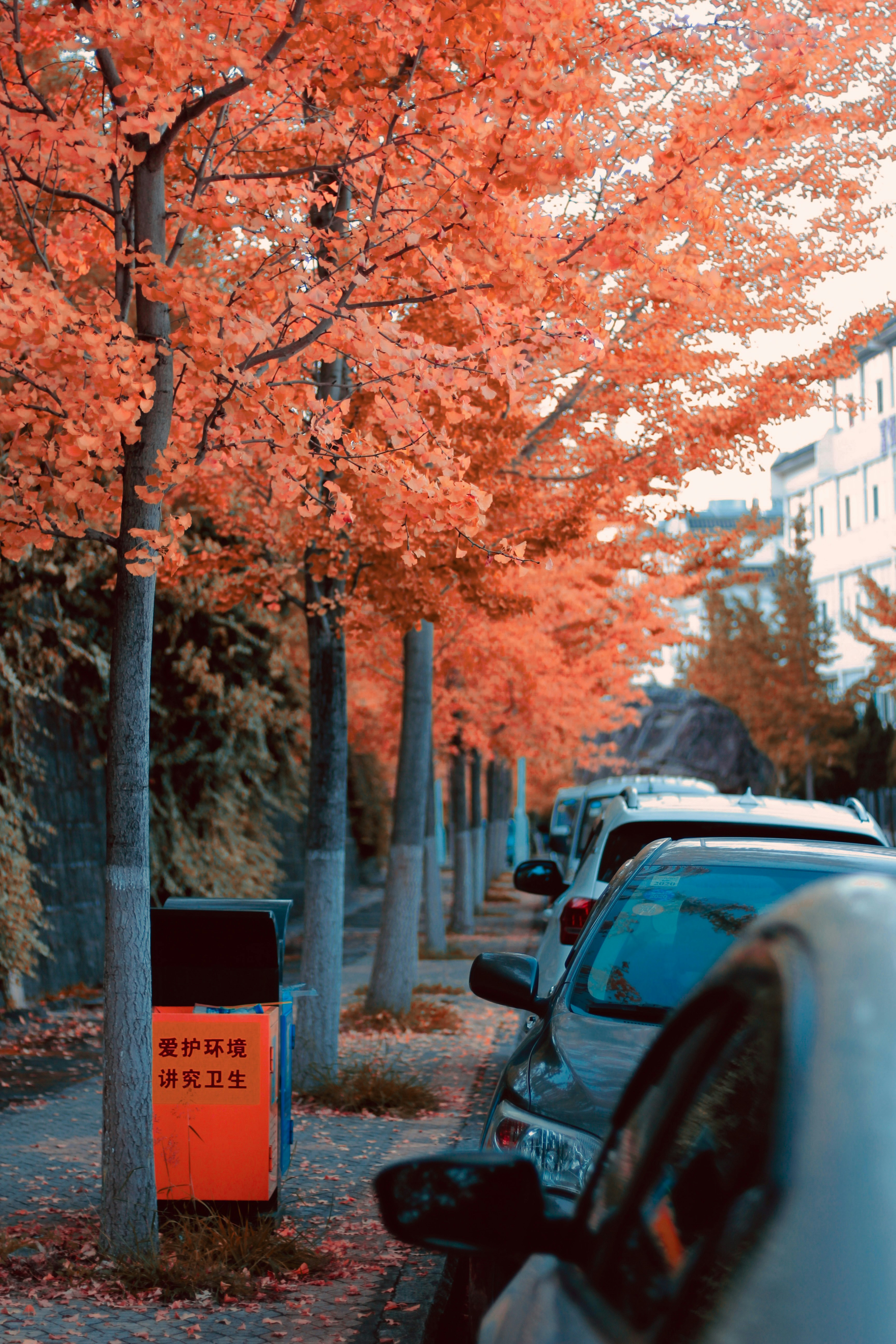 Orange-Leaf Alley: Autumn Light Transforms a City Street