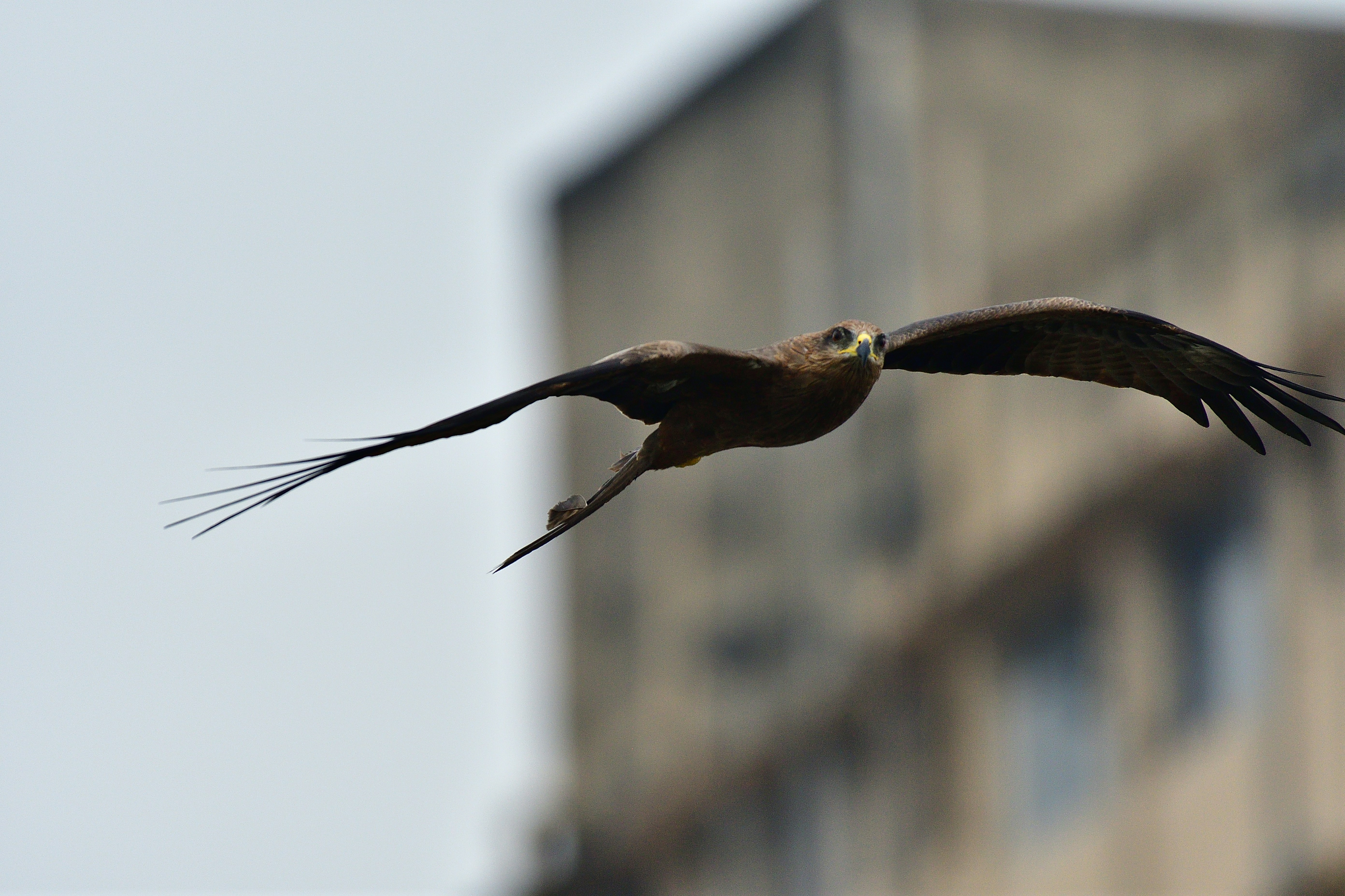 The Urban Soarer: A Hawk's Flight Through Concrete Canopies