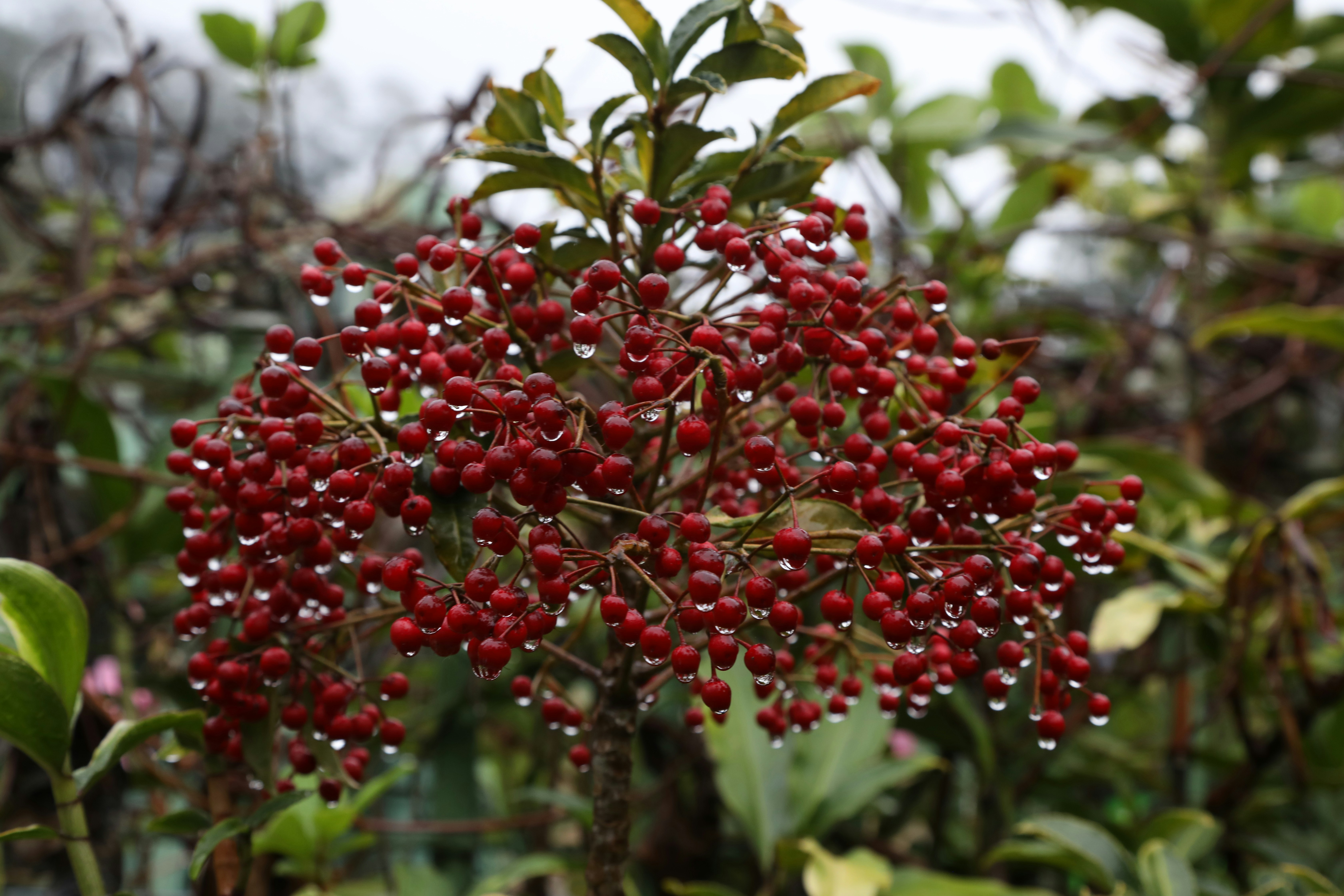Red round fruits on green tree during daytime photo – Free Food Image ...