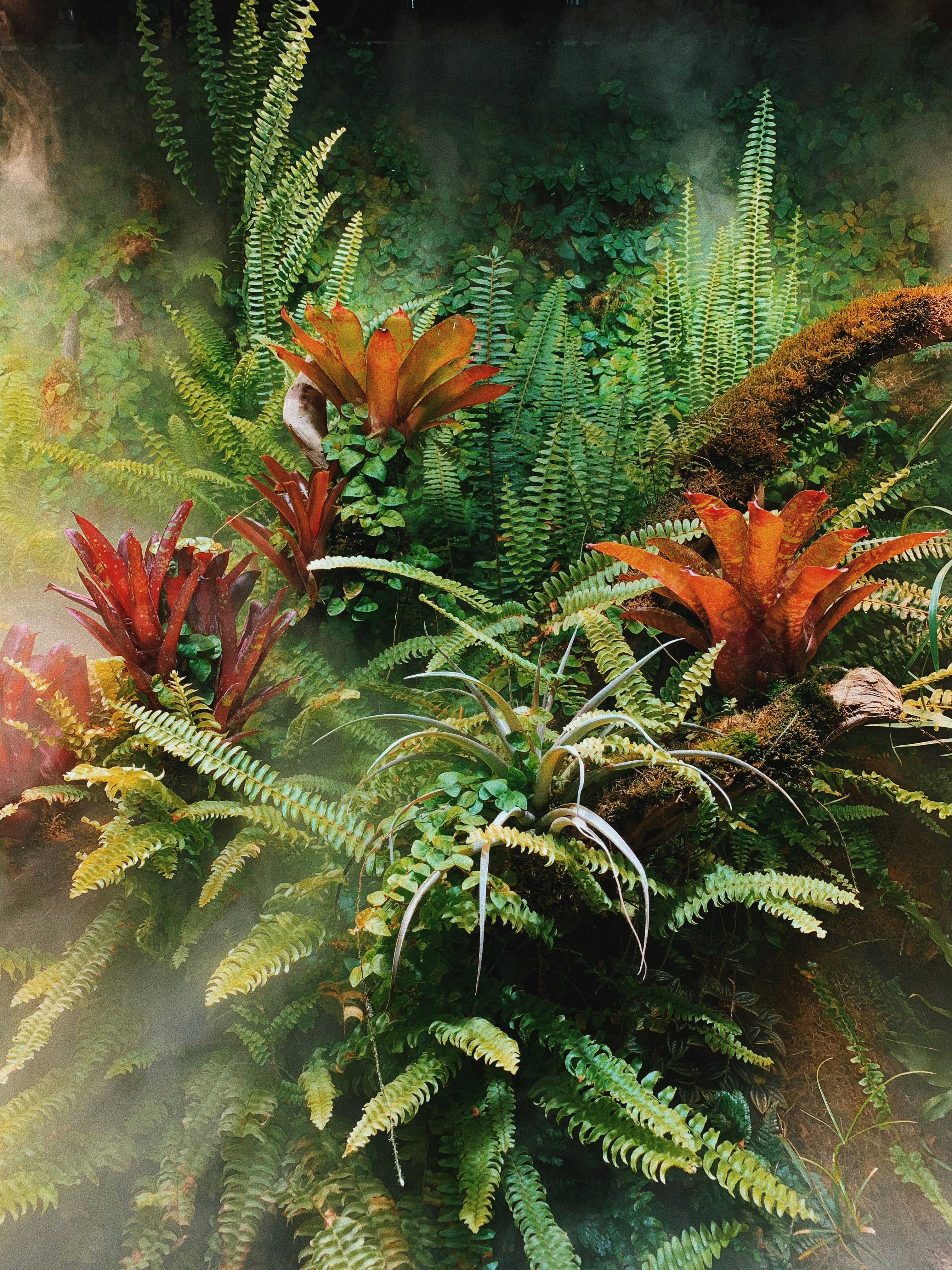 Vibrant ferns and bromeliads intertwine in a lush arrangement, showcasing a rich variety of greens and reds. The mist adds an ethereal quality to the scene.