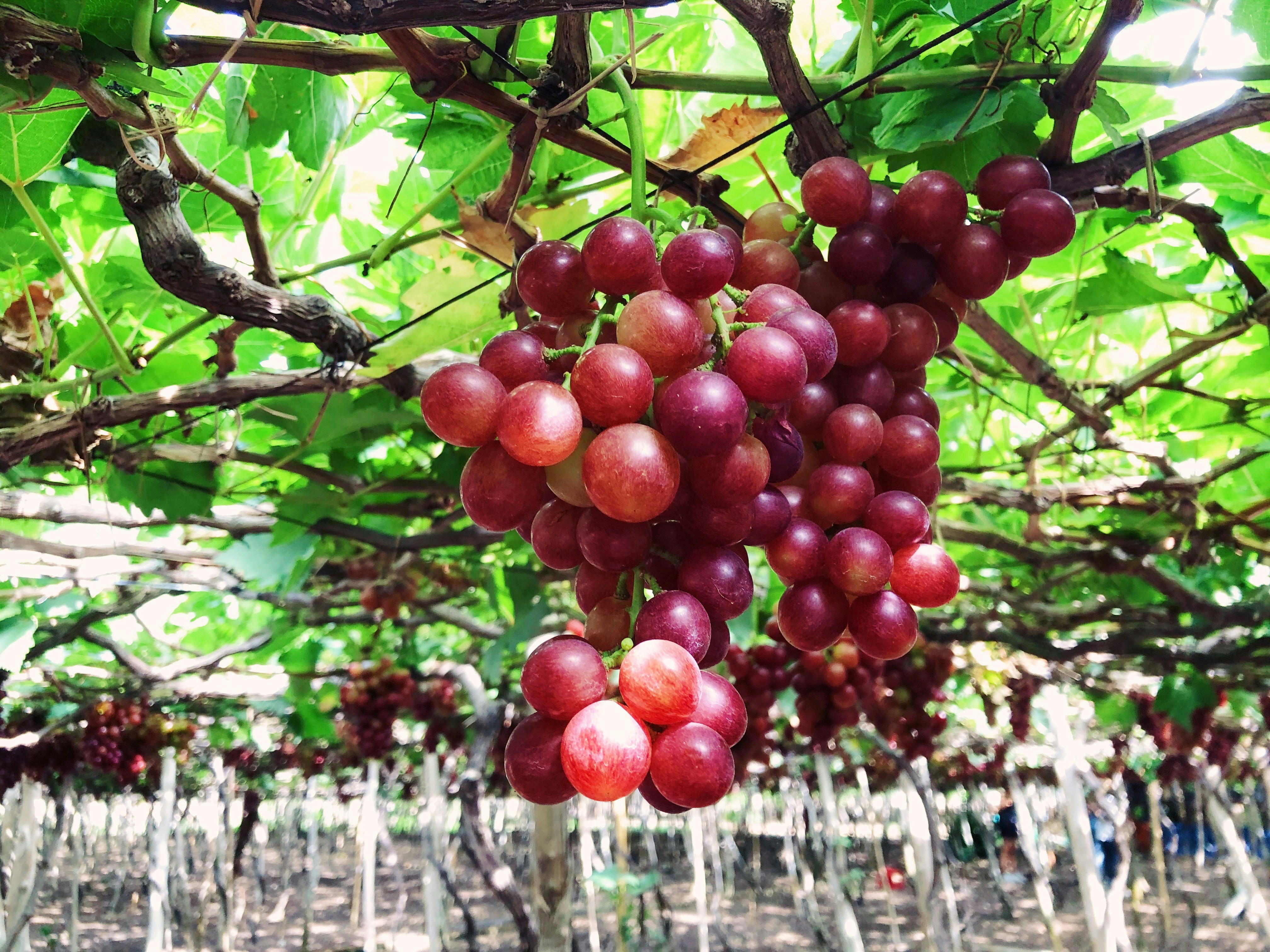 Bunch of ripe red grapes hanging from lush green vines in a vineyard. The arrangement showcases the abundance of nature's produce.