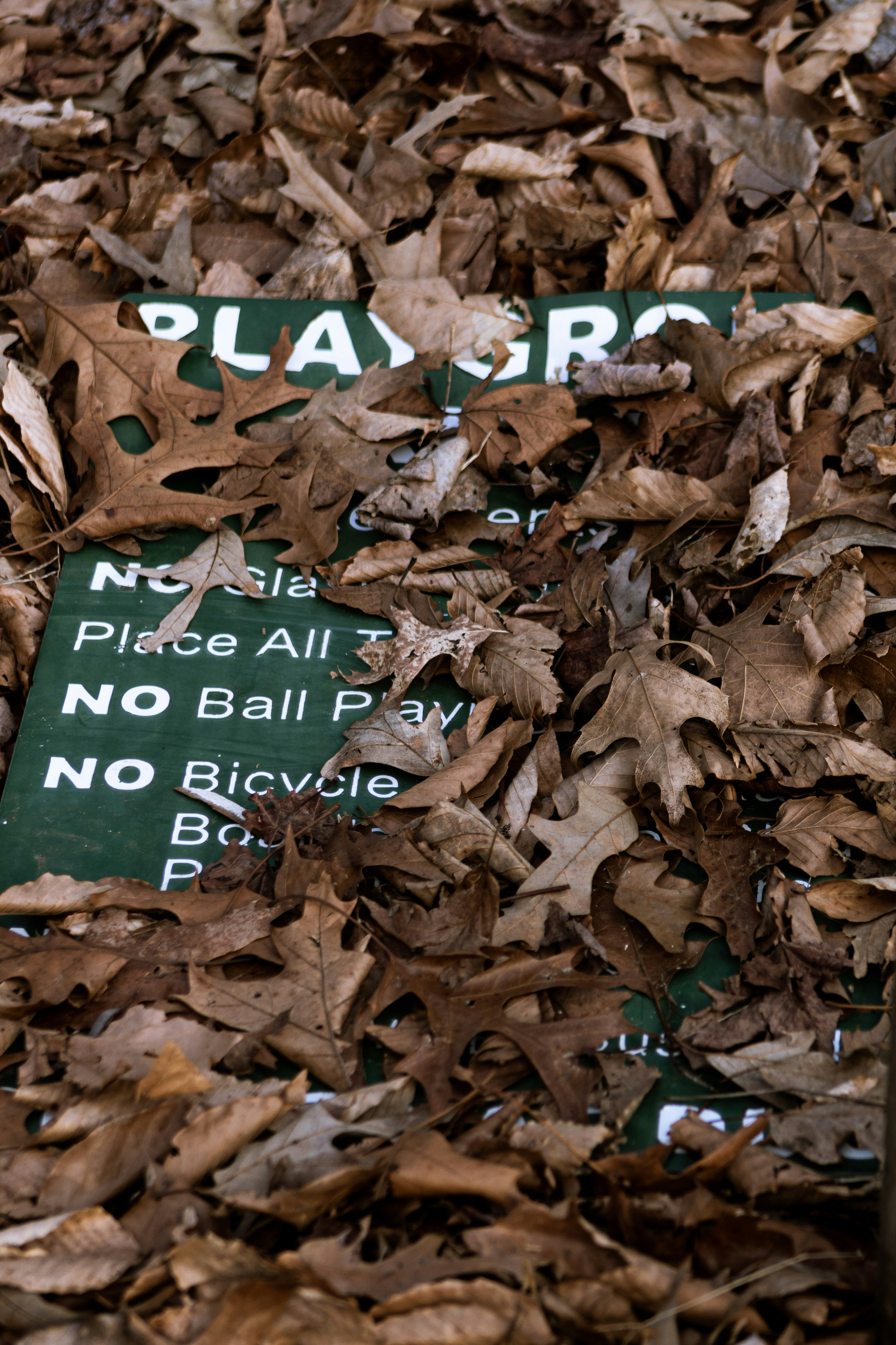 Autumn's Veil: A No Ball Play Sign Emerges Through Fallen Leaves