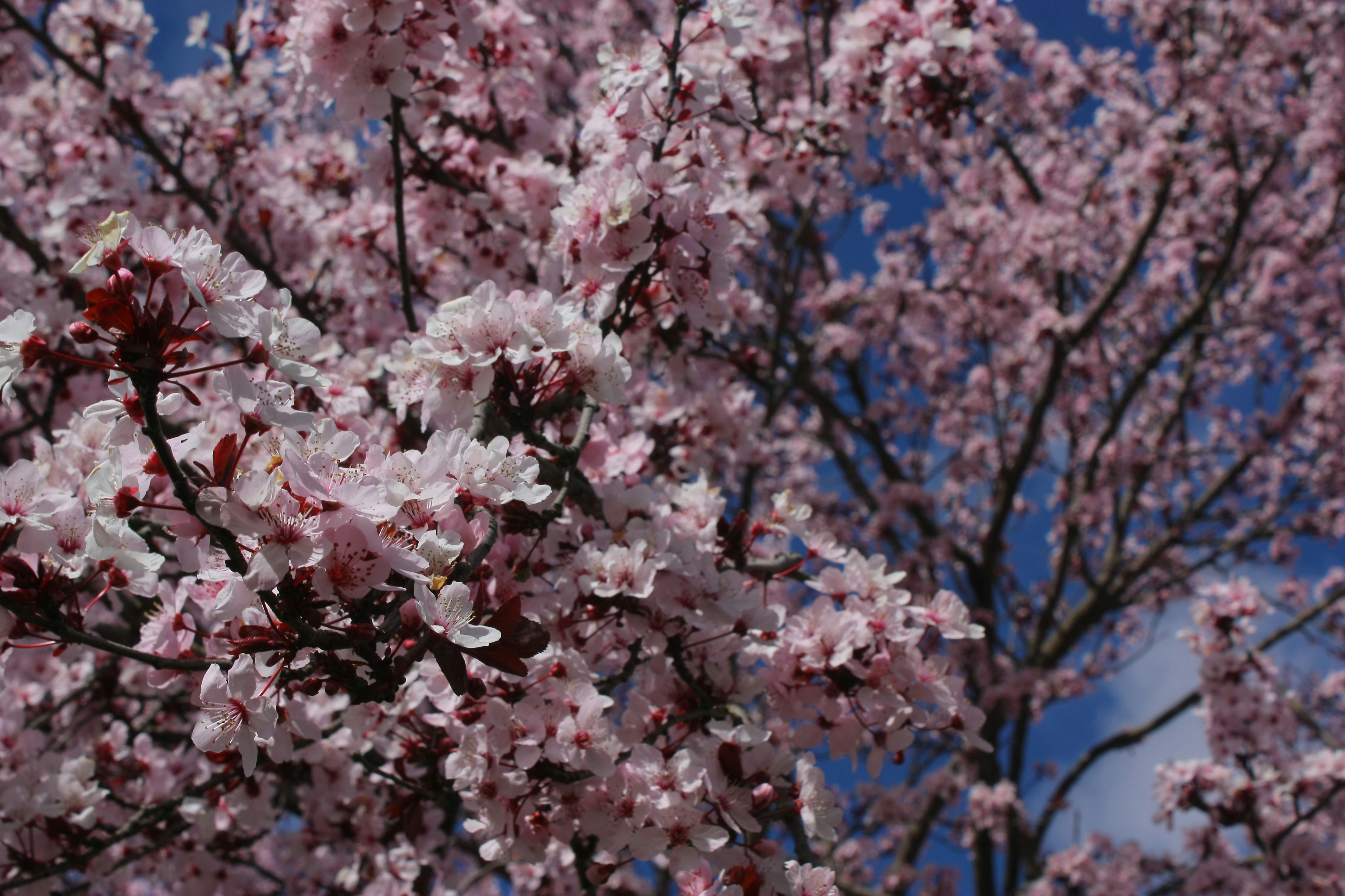 Best Sakura Tree Pictures [HD] | Download Free Images on Unsplash