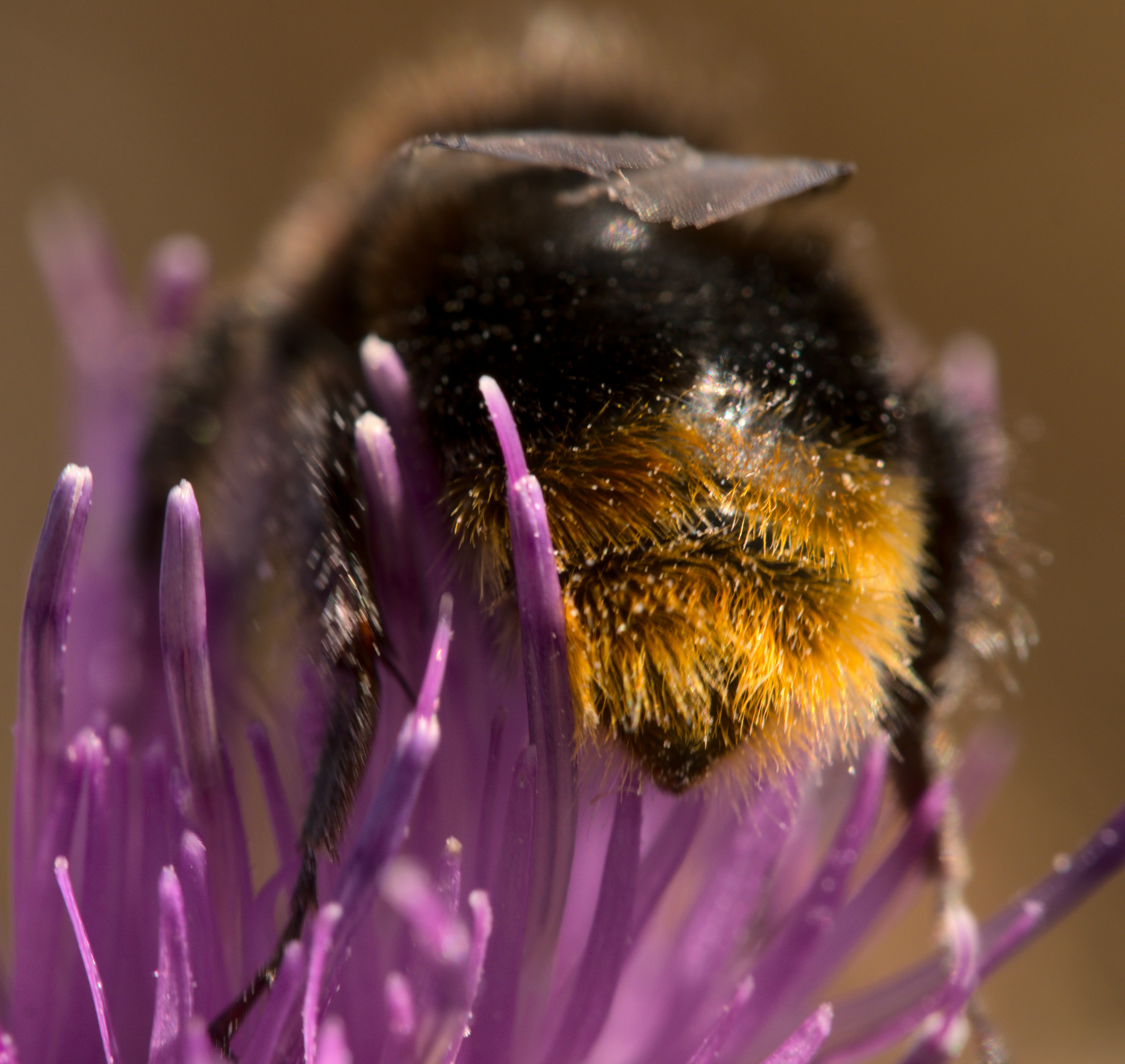 Velvet Bumblebee on a Violet Thistle: A Micro Portrait