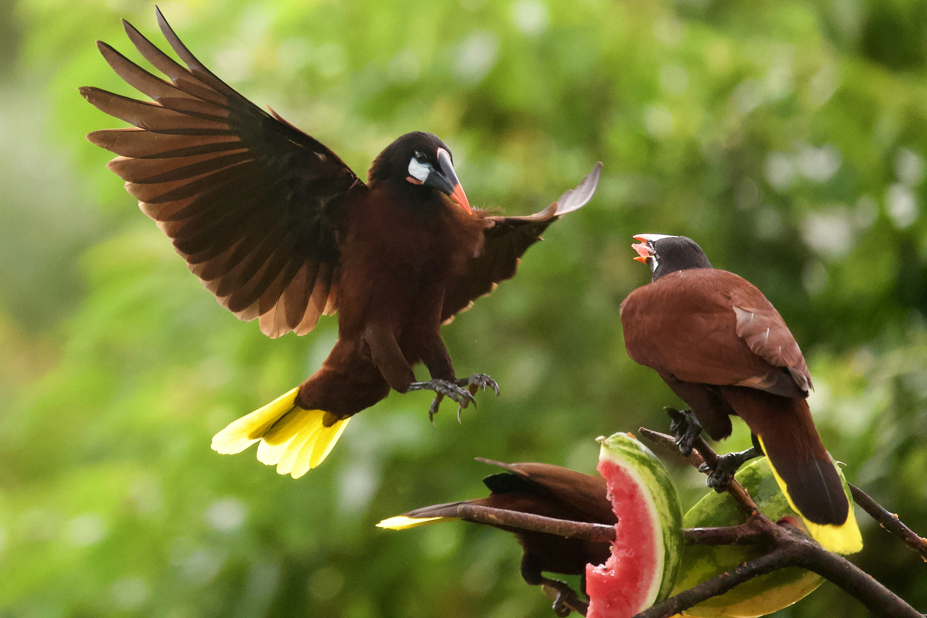 Wingbeat Convergence Over a Watermelon Perch