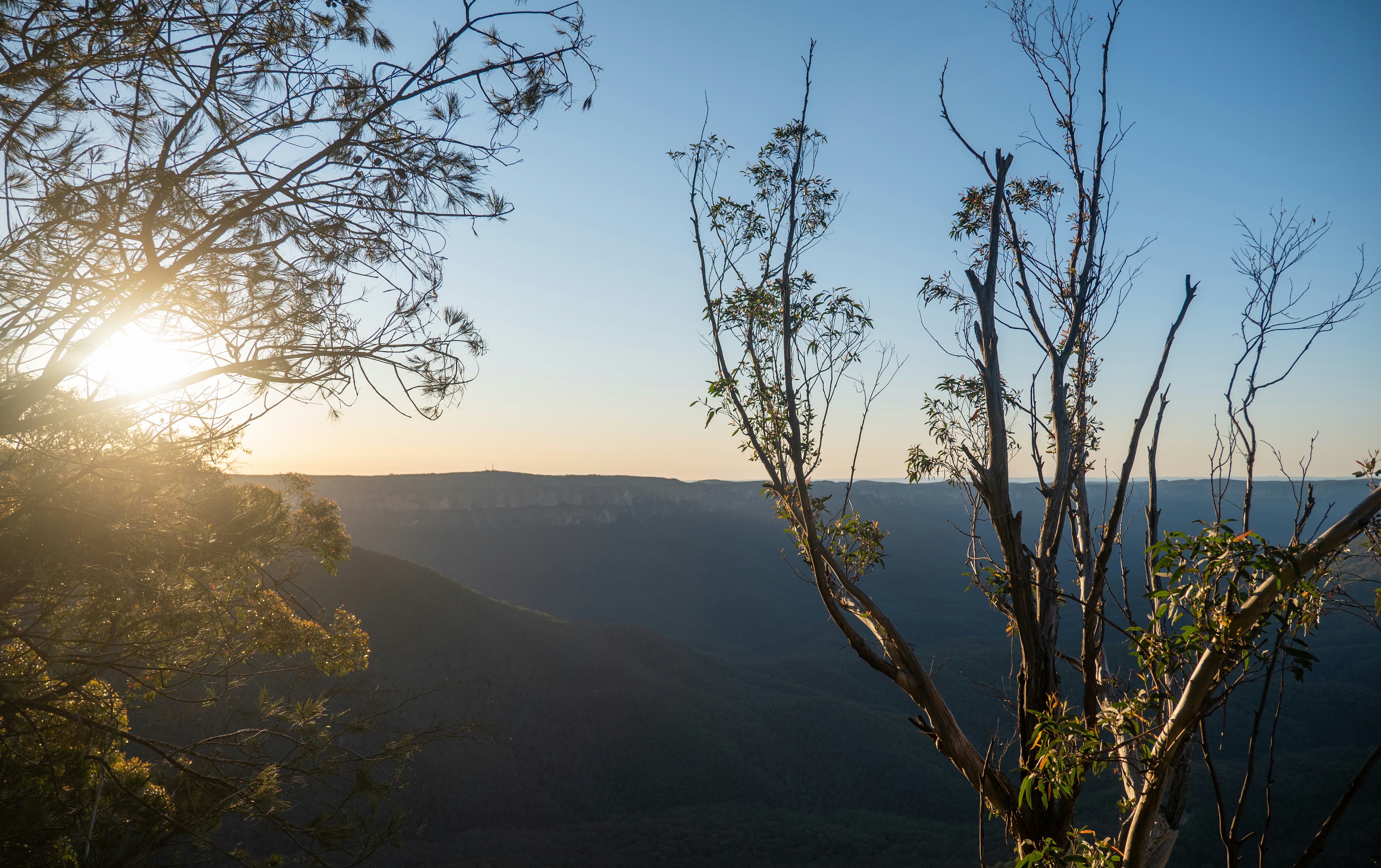 Dawn Burst Through Ghost Trees Over a Layered Canyon
