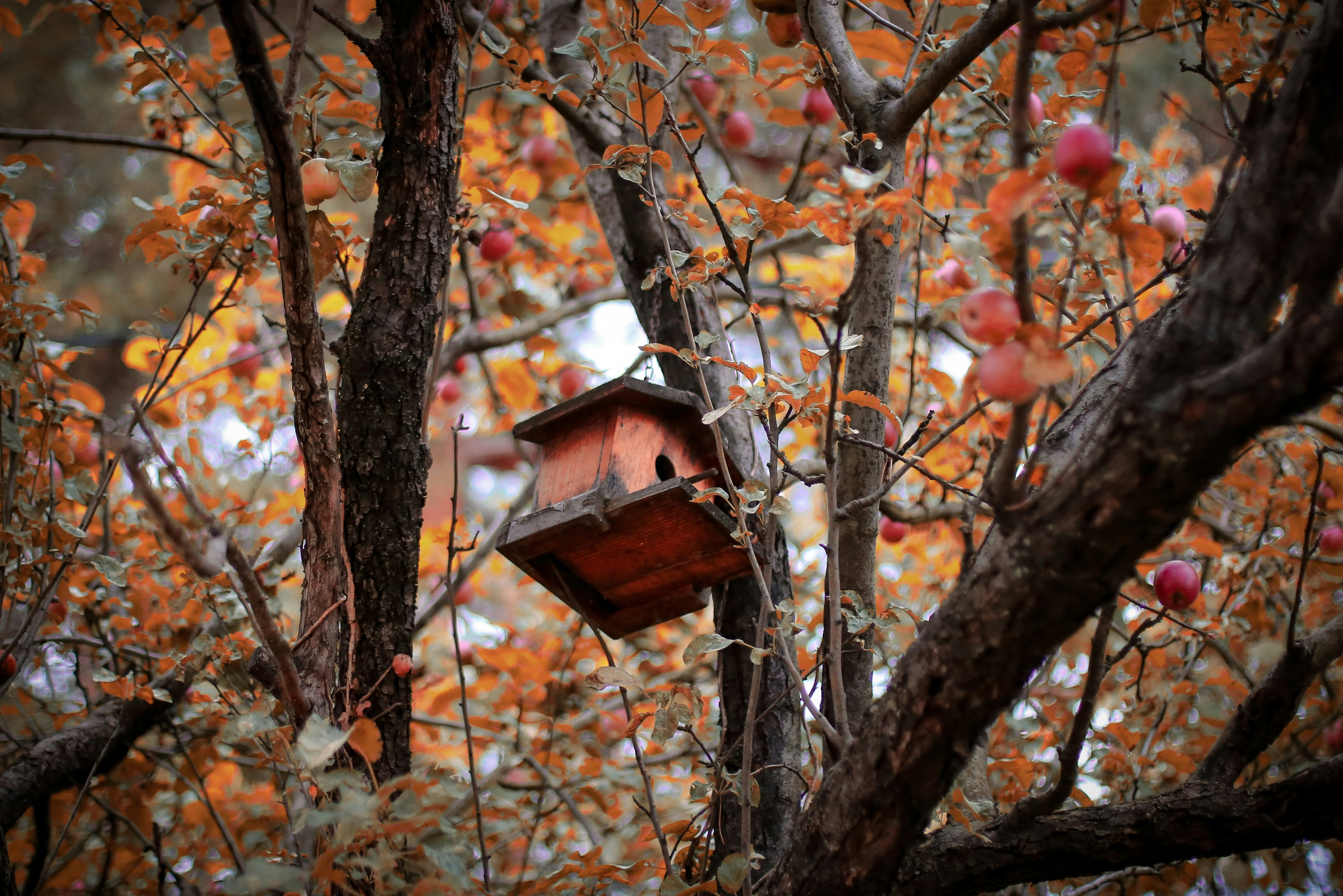 Autumns Outpost: A Weathered Birdhouse Nestled in Rust-Red Foliage