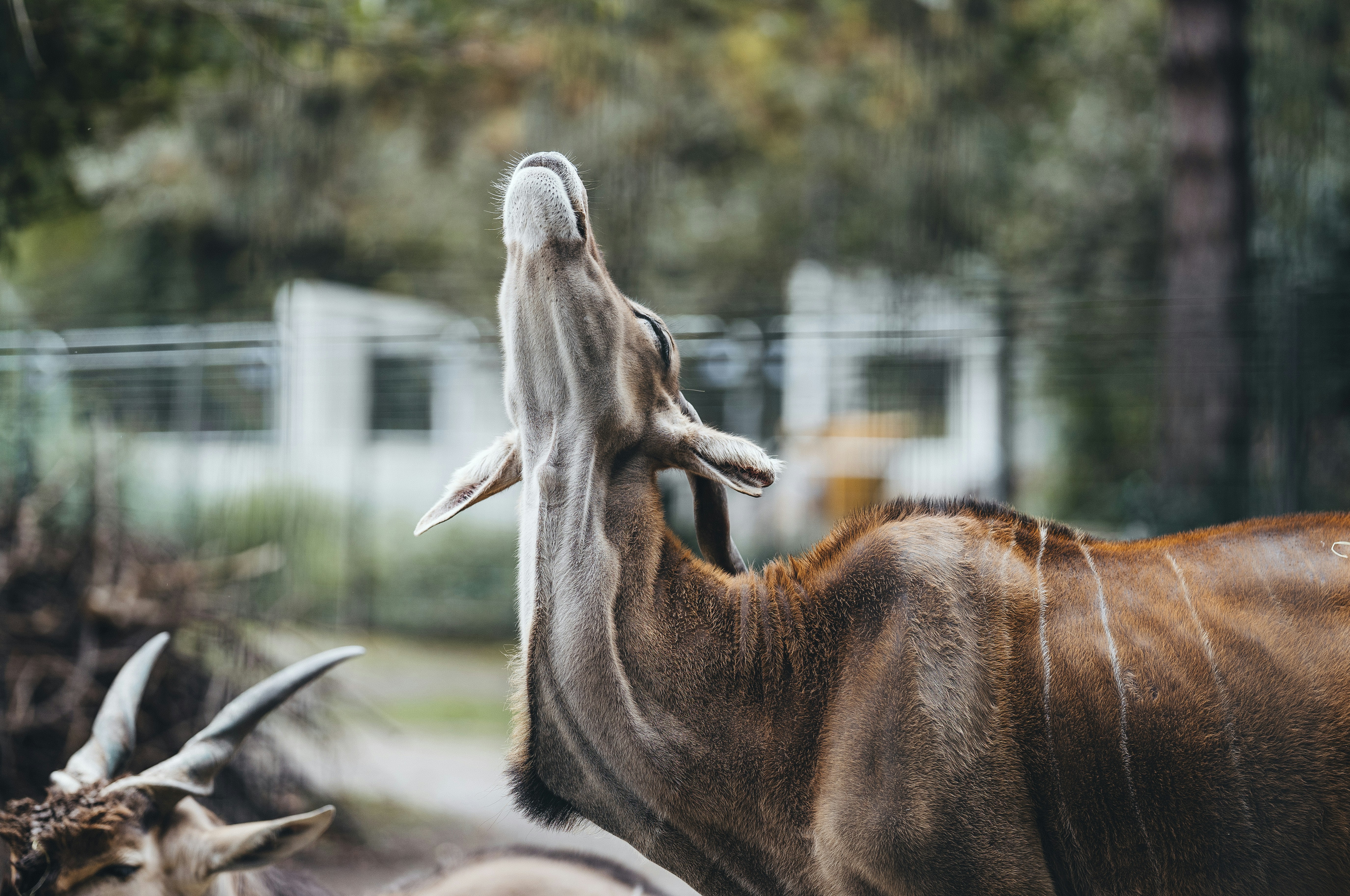 Neck Arch Moment: A Giraffe-like Aware Gaze in a Farm Enclosure