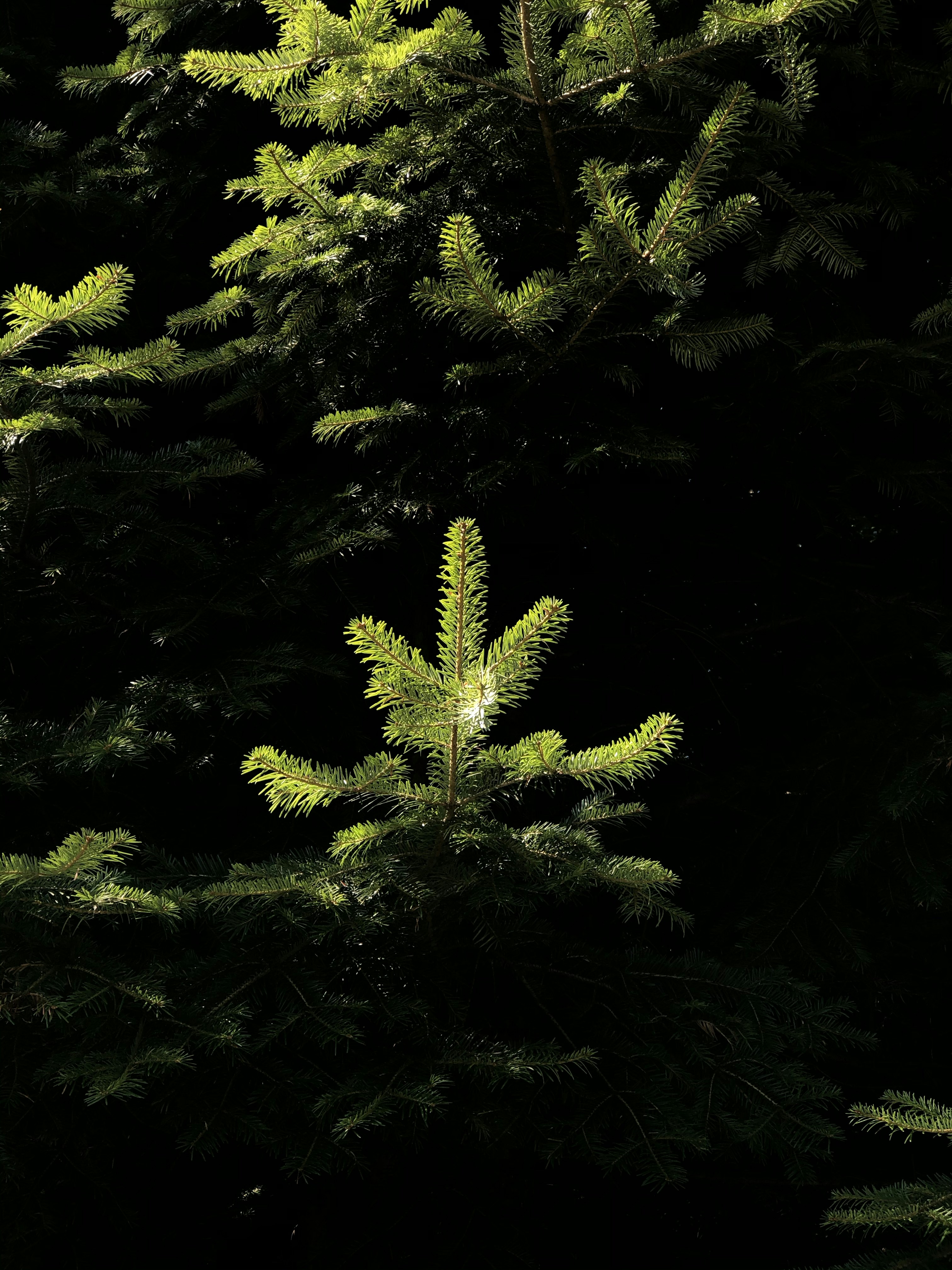 Bright green conifer branches emerge from a dark backdrop, creating a striking contrast that highlights their intricate textures and shapes.