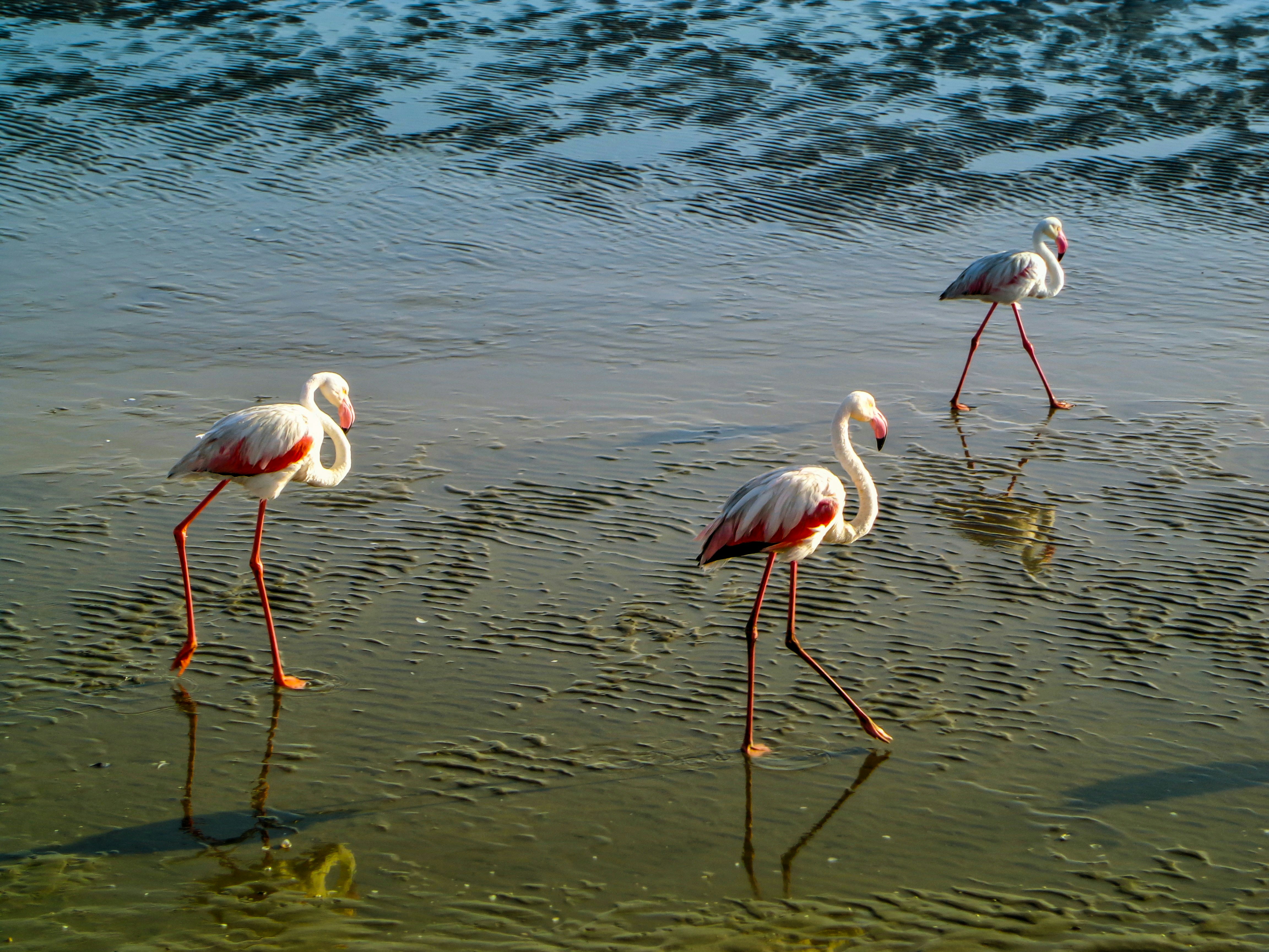 Photograph of three flamingos wading in shallow, rippled water along a sunlit shoreline, their pink plumage and long legs reflected in the wet sand.