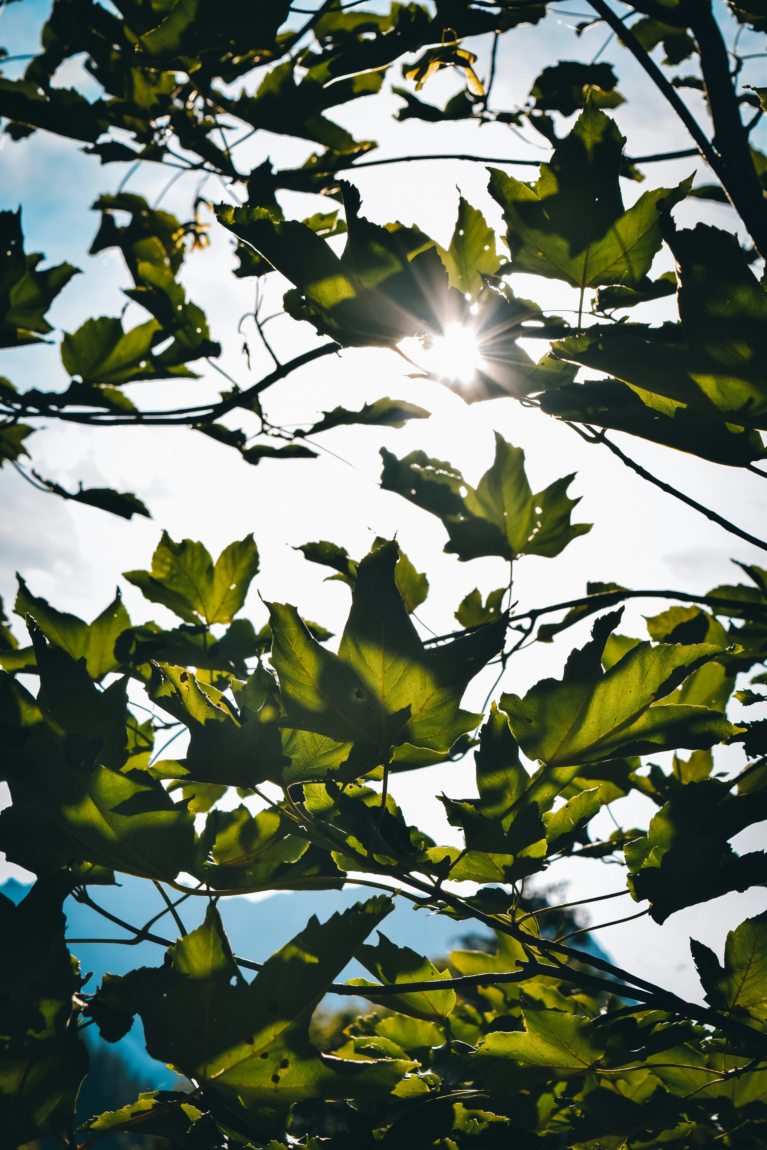 Sunlight filters through vibrant green leaves, creating a natural mosaic against a bright sky.