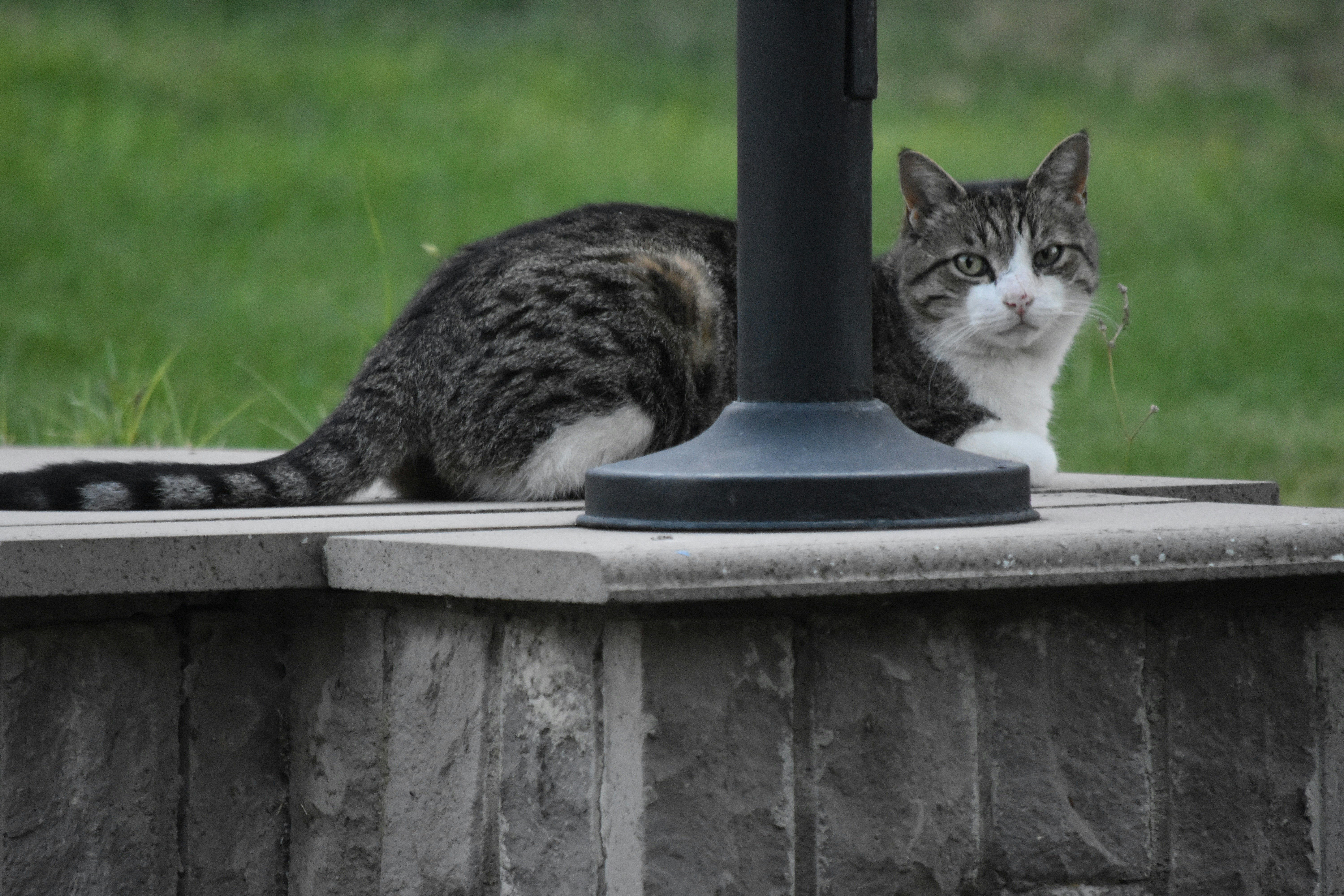 Whiskers at the Park Lamp: A Quiet Gaze