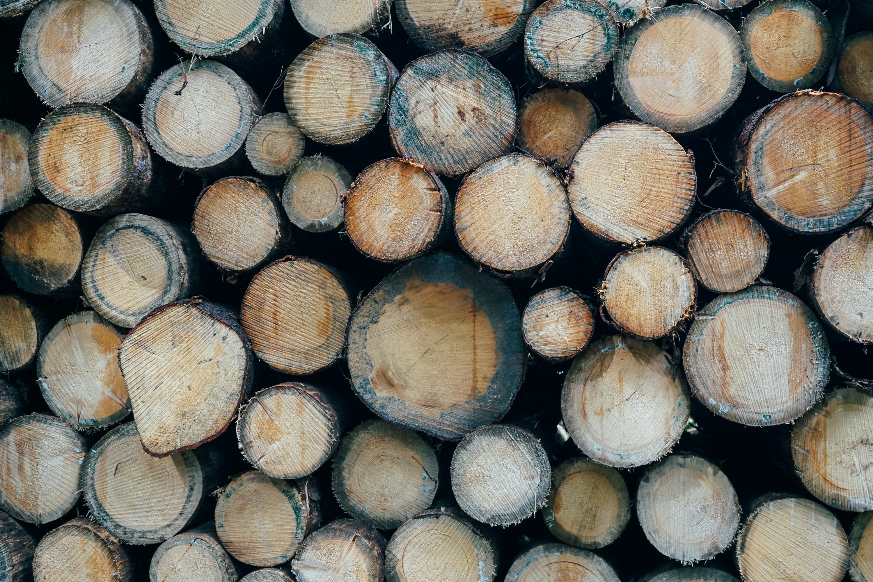 Brown and black tree log photo – Free Czech republic Image on Unsplash