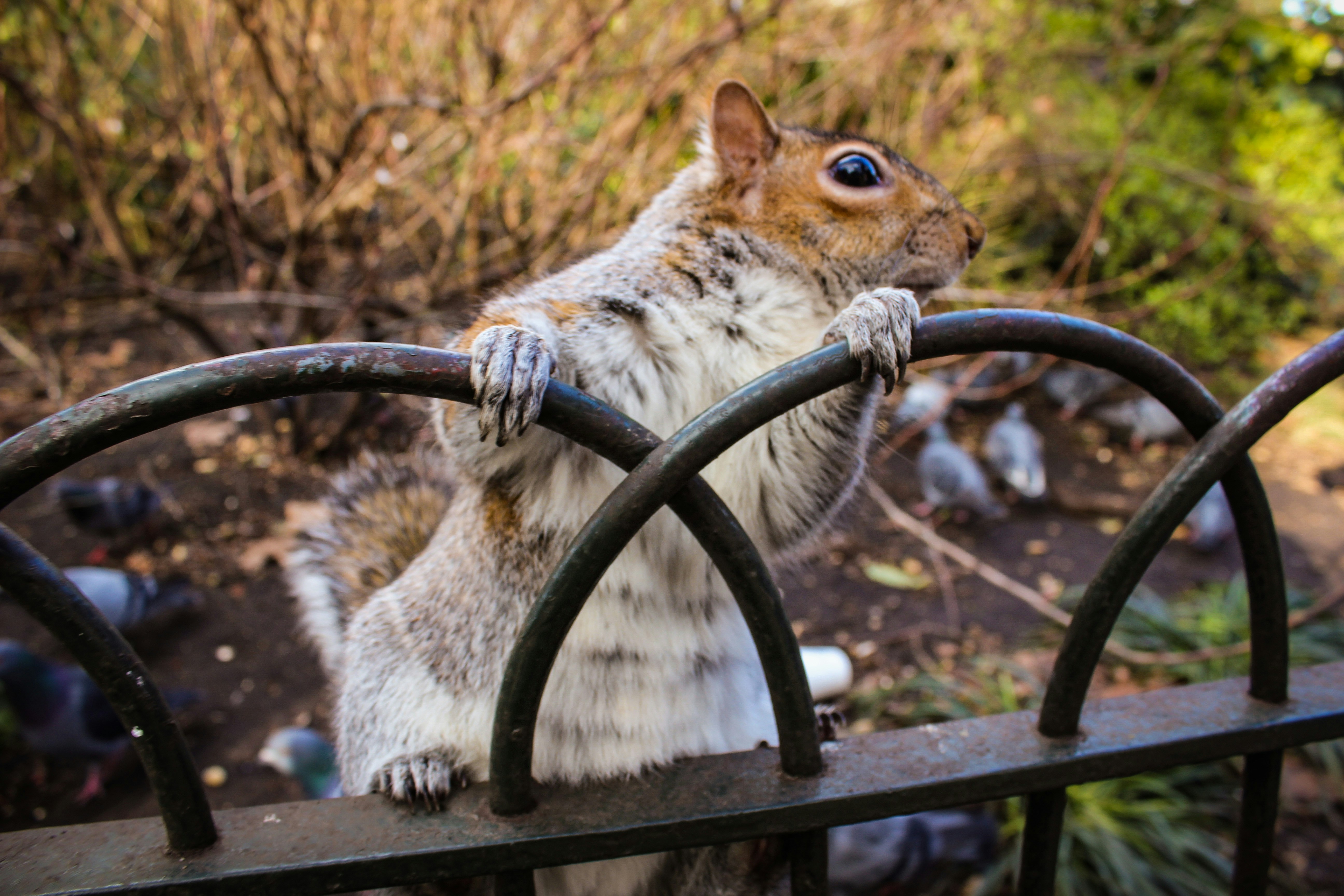 Squirrel perched on a wrought iron fence, peering curiously towards the ground where pigeons gather.