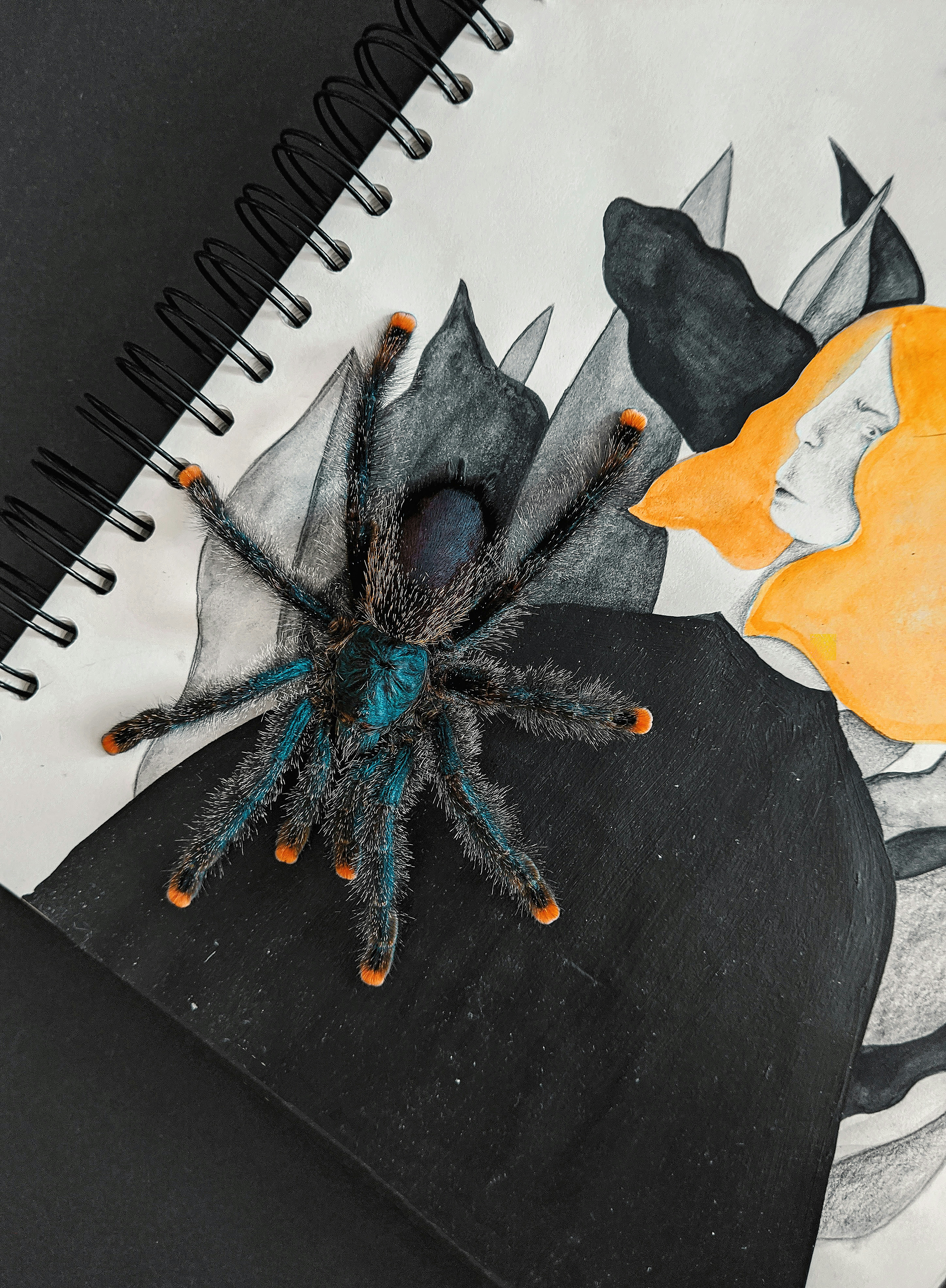 Blue-tinted tarantula sits on a spiral-bound sketchbook page with a bold black-and-grey illustration.
