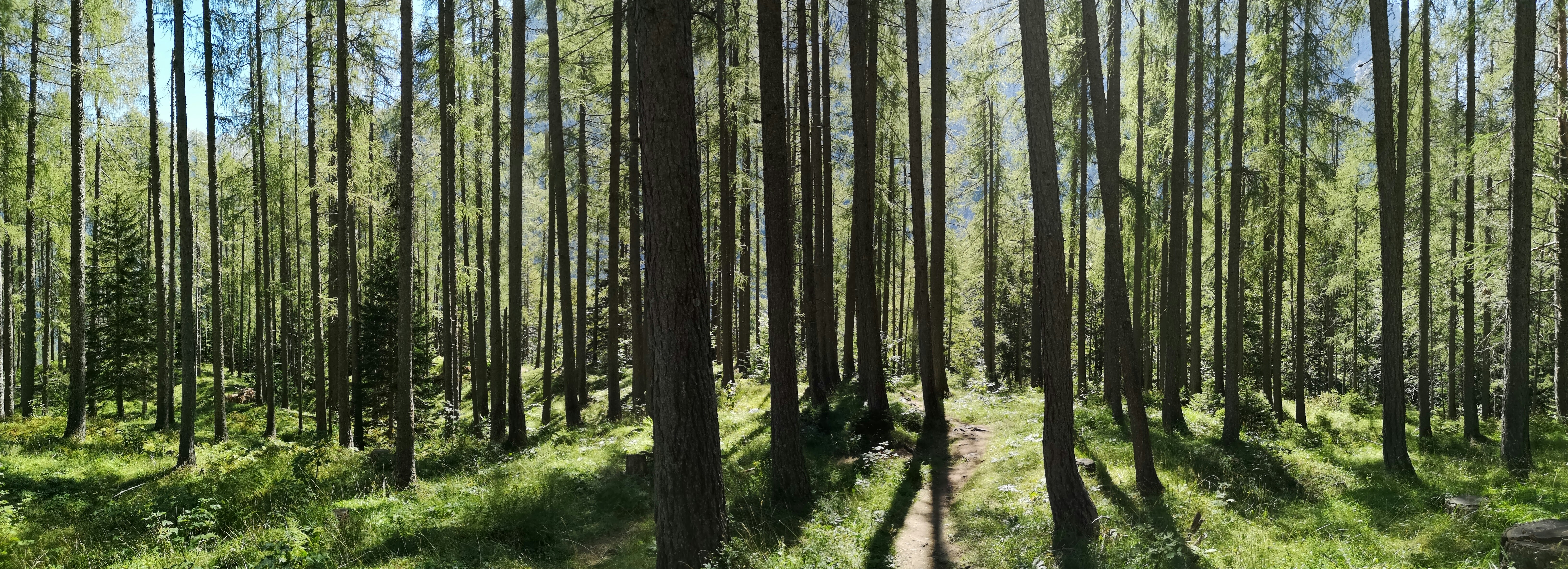 Sunlit Pine Alley: A Quiet Forest Corridor