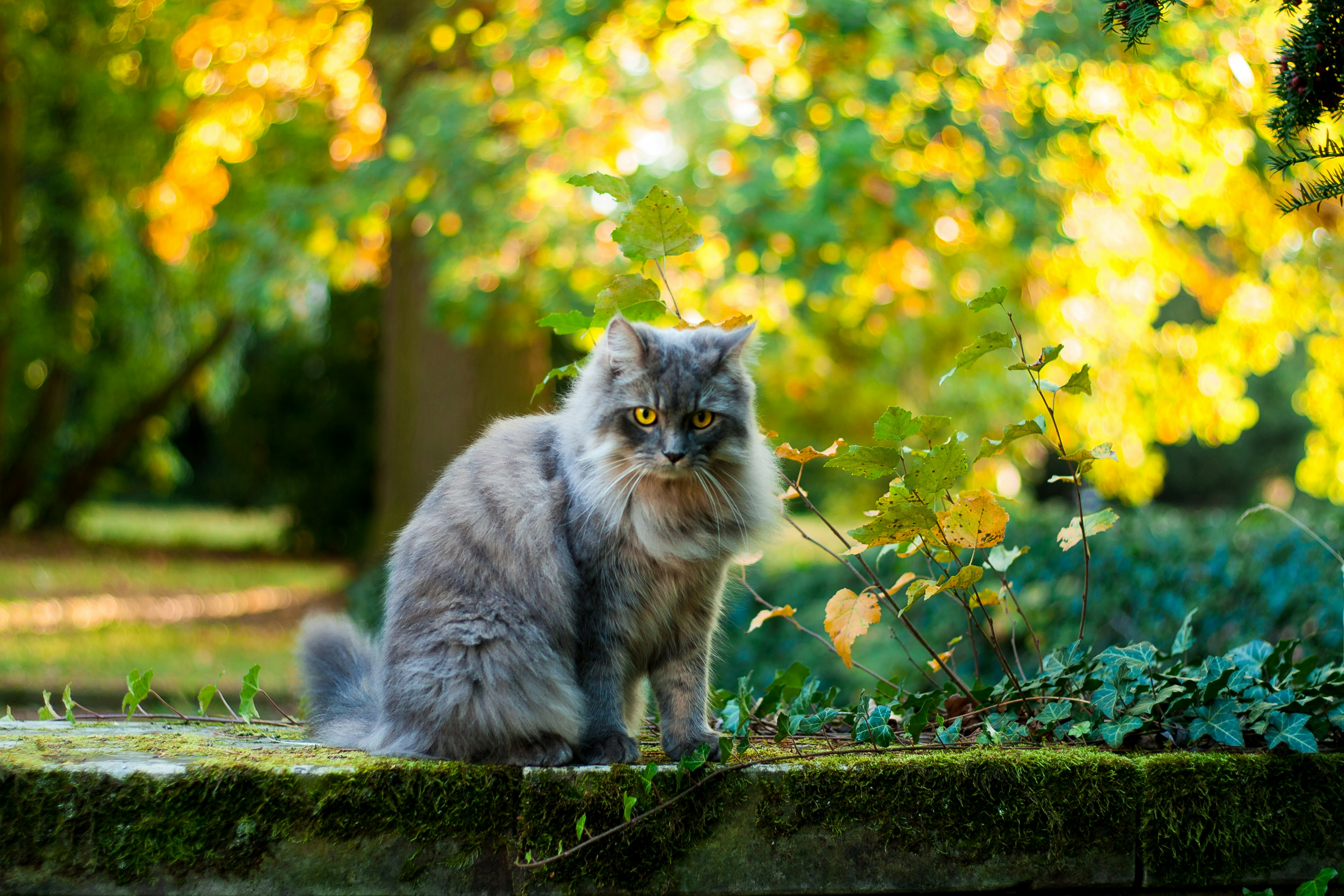 Grey Cat on a Mossy Ledge Amid Autumn Gold