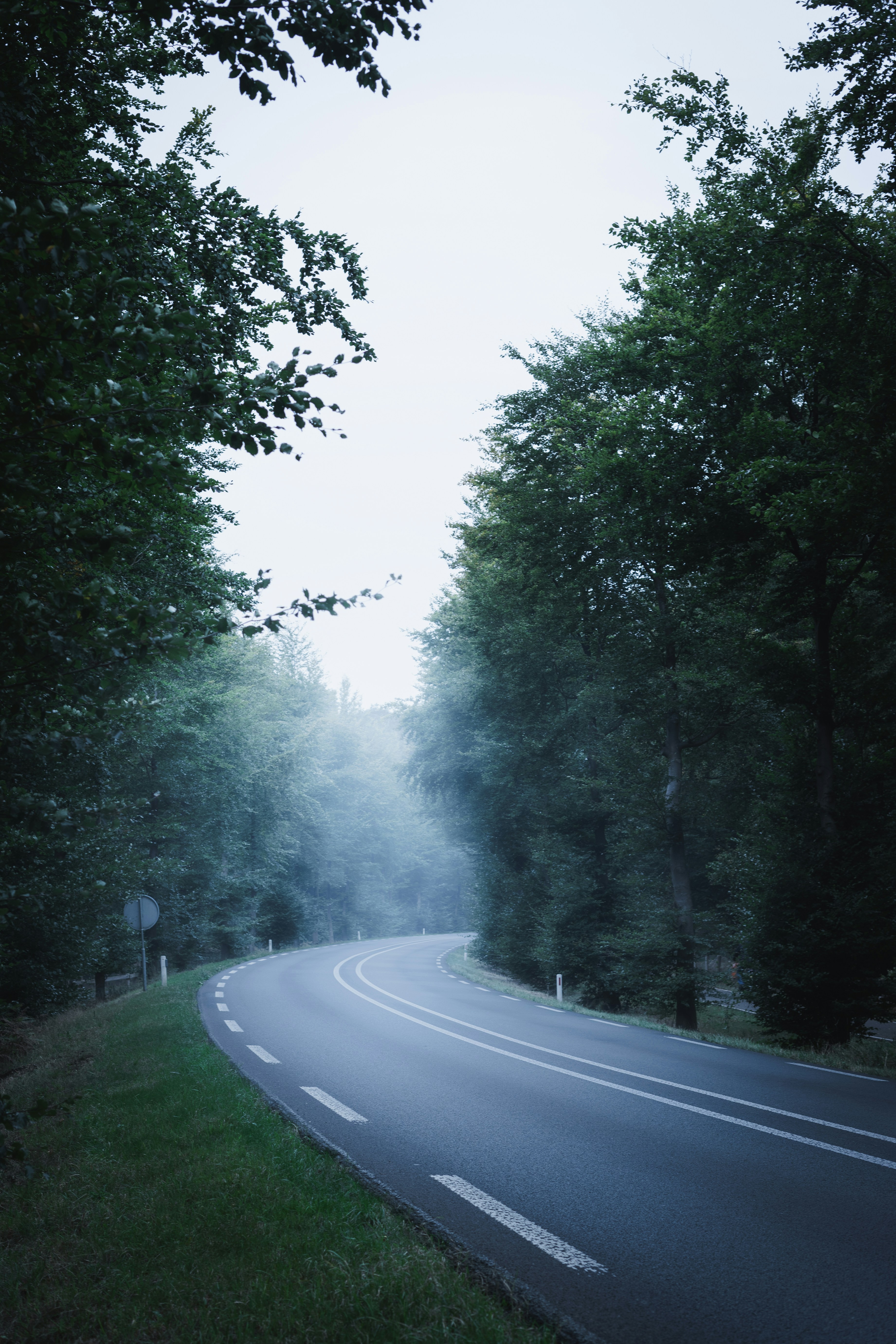 A misty road curves through dense trees, evoking a sense of mystery and tranquility. The scene captures the serene beauty of nature's embrace.
