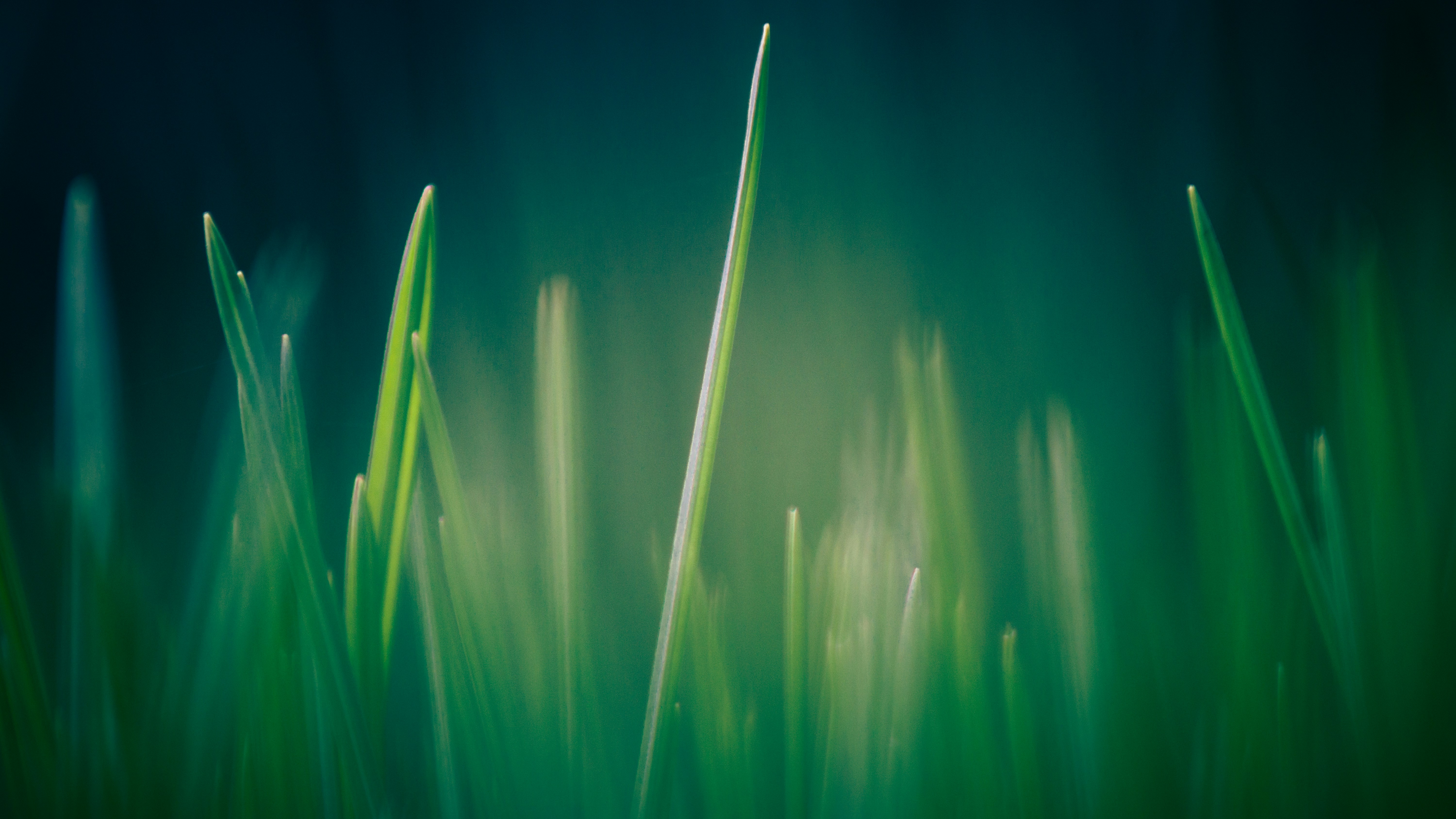 Delicate blades of grass sway gently in a soft-focus backdrop, creating a serene atmosphere. The interplay of light and shadow adds depth to the scene.