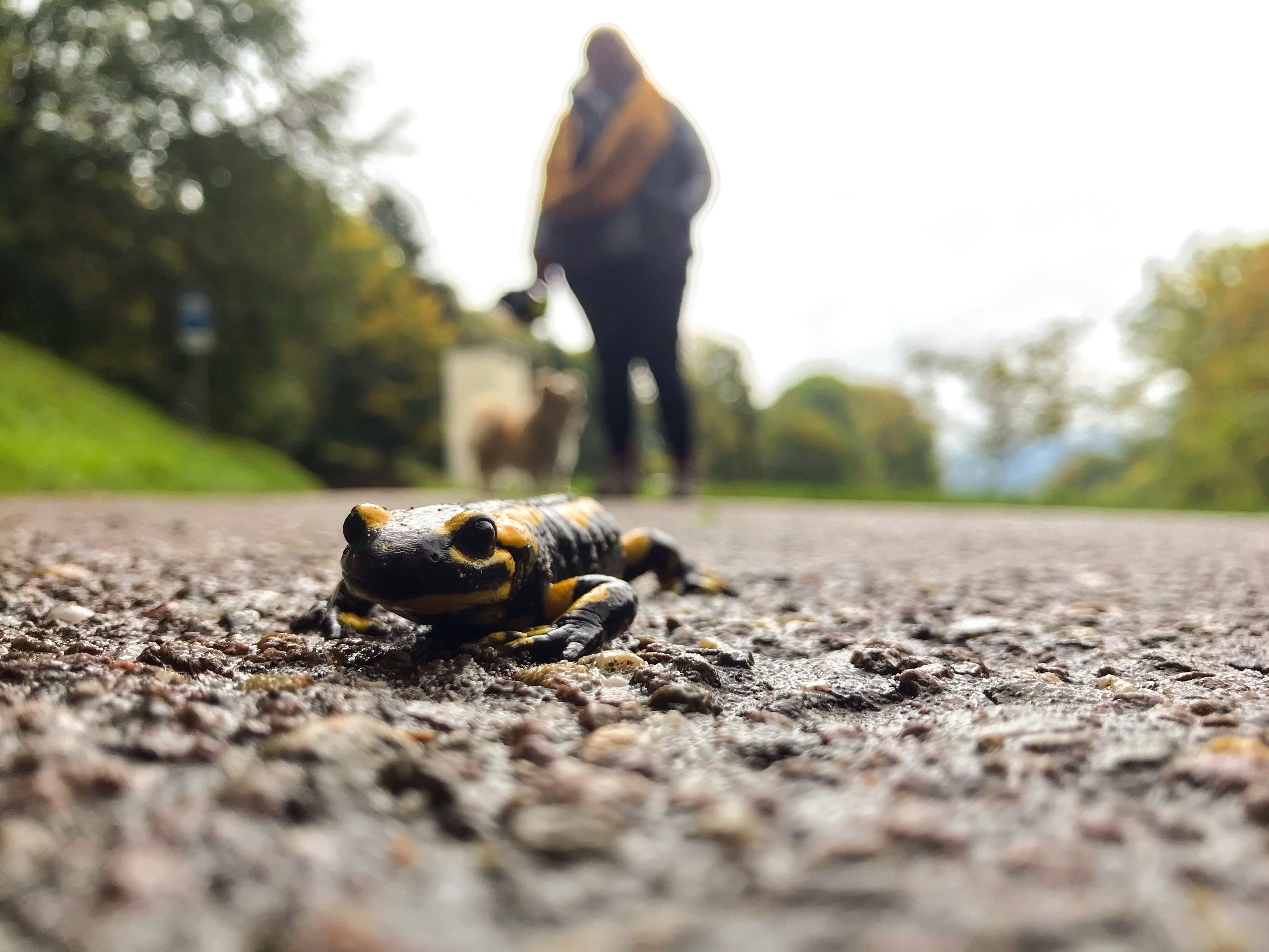 Black and yellow salamander resting on a wet road with a blurred figure in the background, highlighting the contrast between wildlife and human presence.