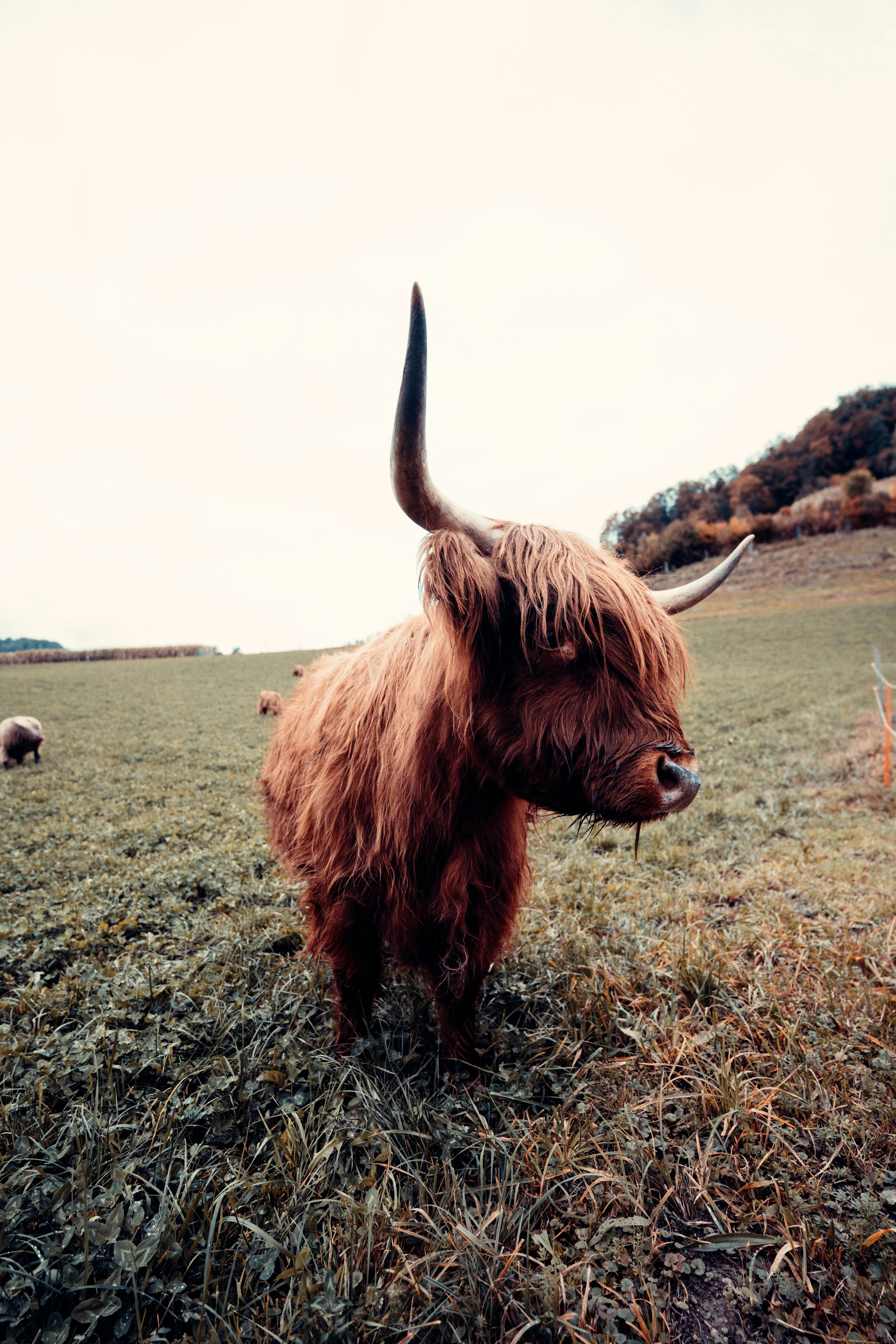 Curious Highlander in a Field of Autumn Grass