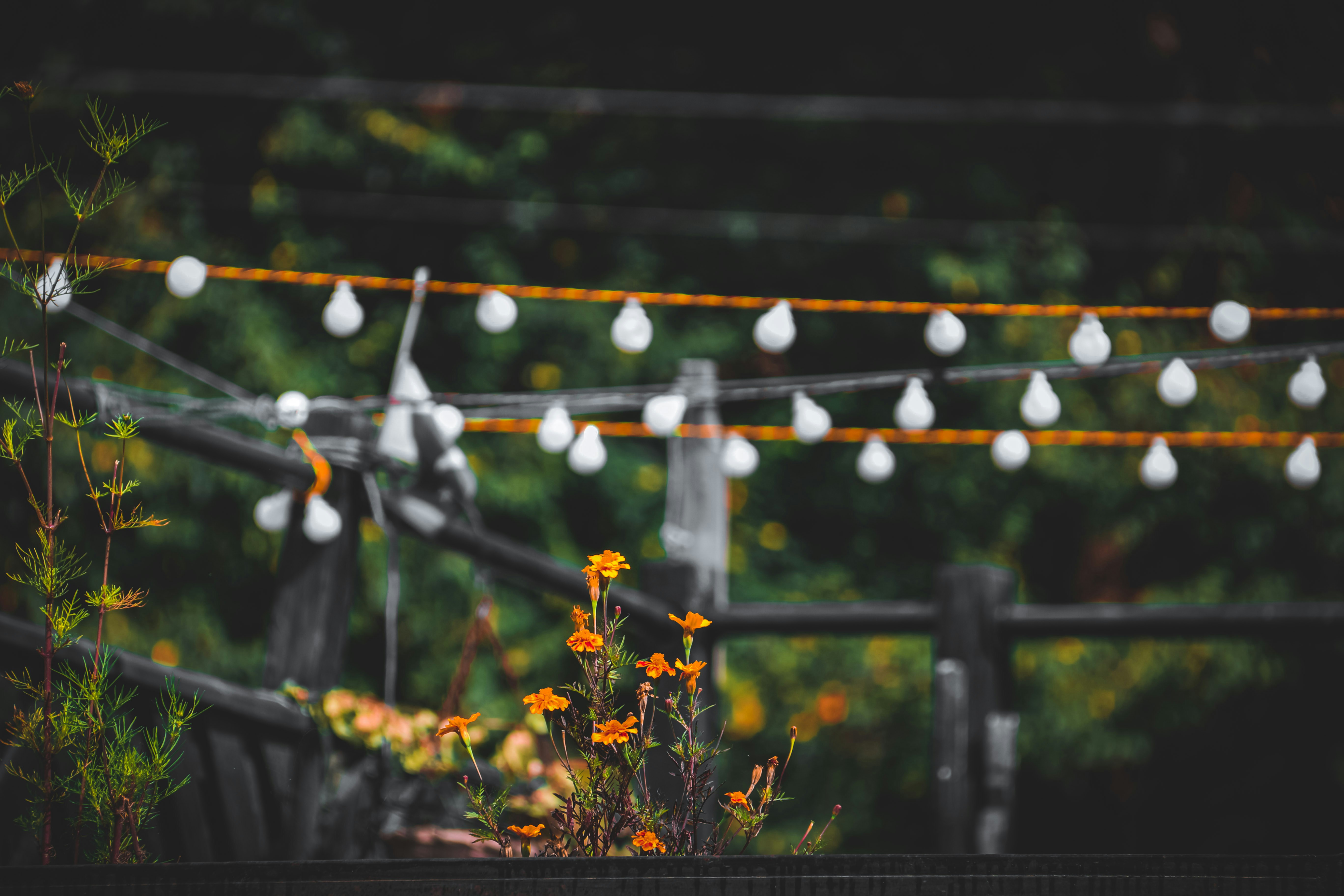 String lights hanging above vibrant wildflowers with a blurred natural background.