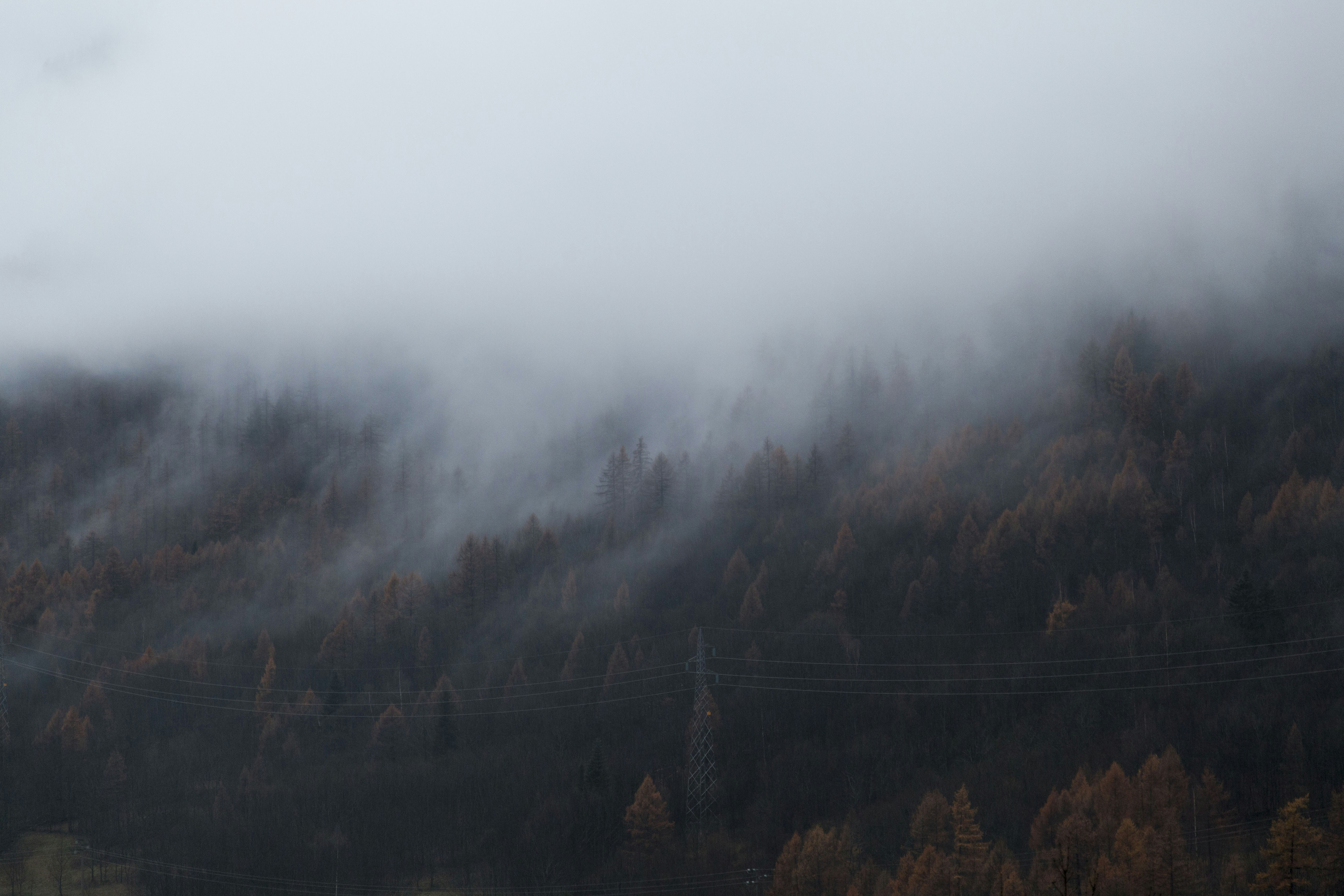 Dense fog enveloping a forested hillside with autumn foliage.