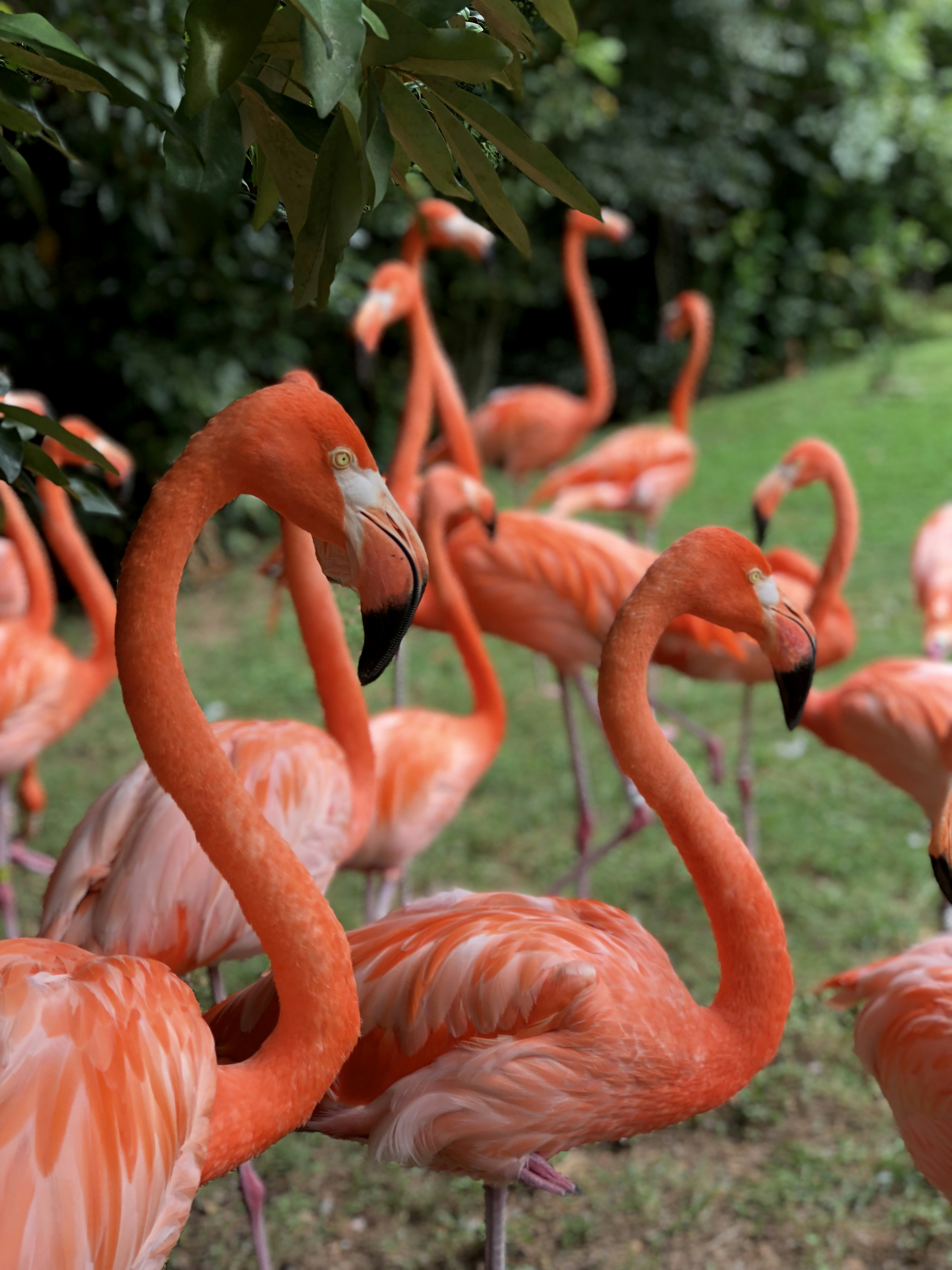 Flamingo Forum: A Curved Chorus in Coral Pines