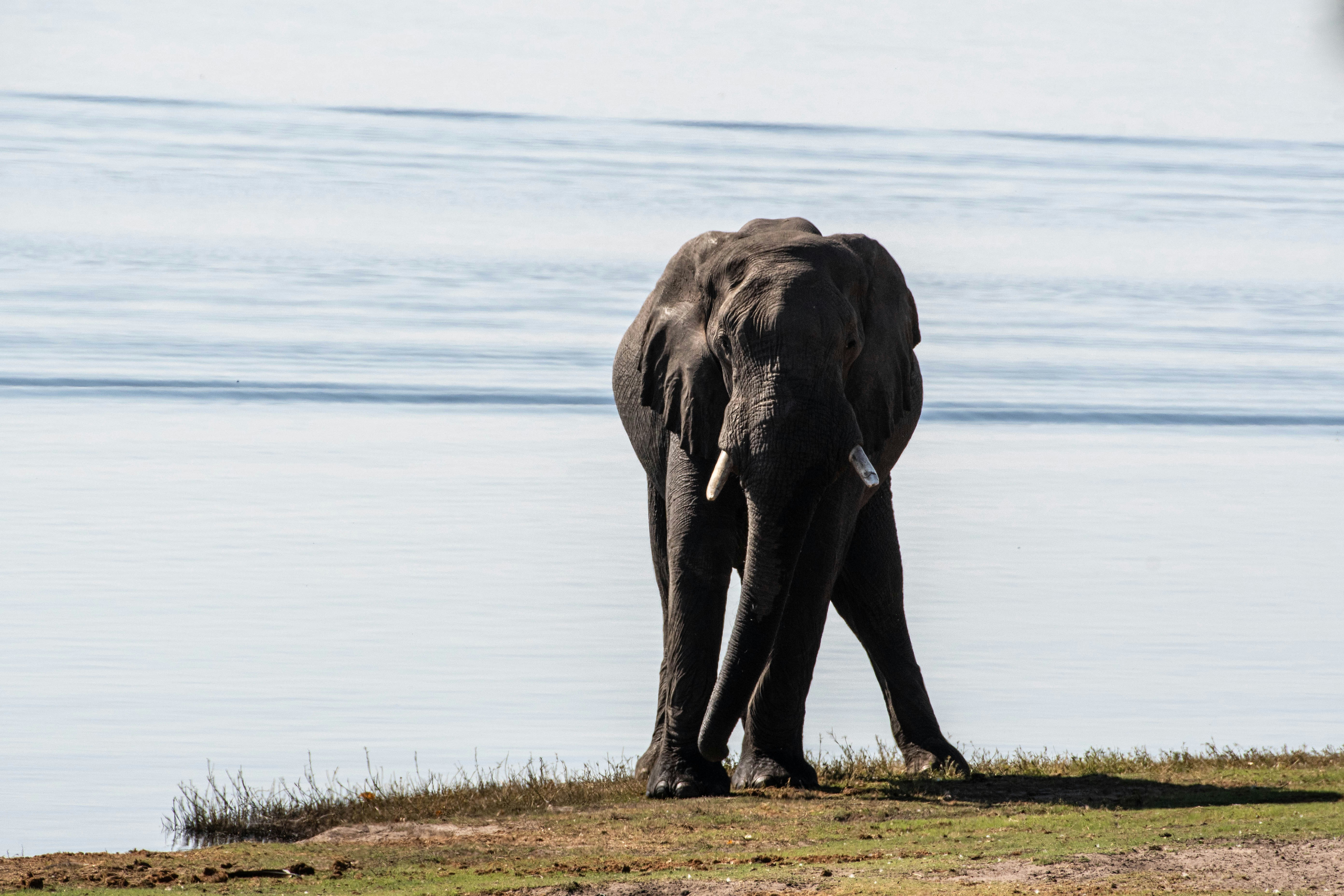 Éléphant noir marchant sur un champ brun pendant la journée photo ...