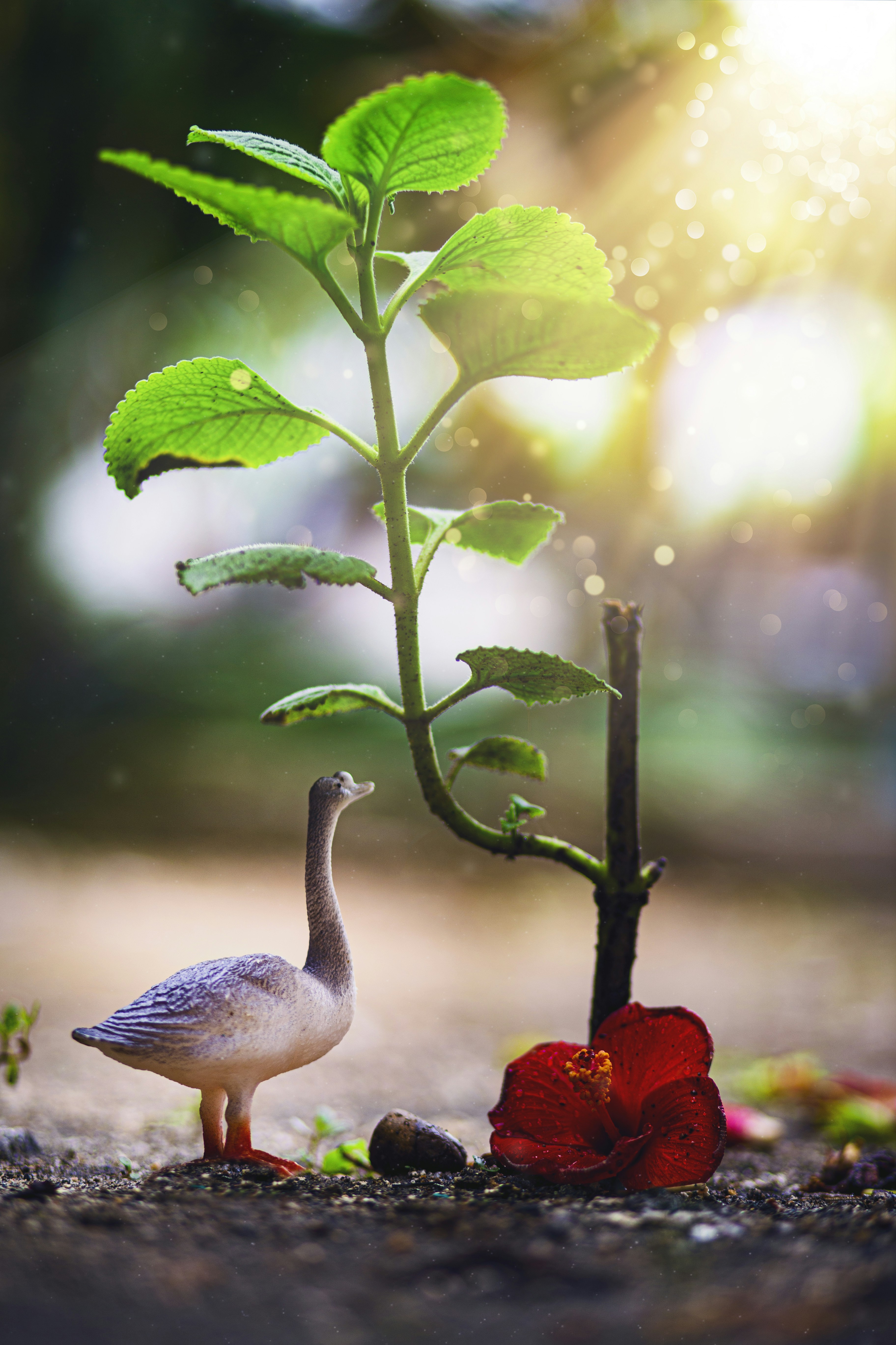 Rosa roja con pájaro blanco foto – Imagen de Arte gratuita en Unsplash