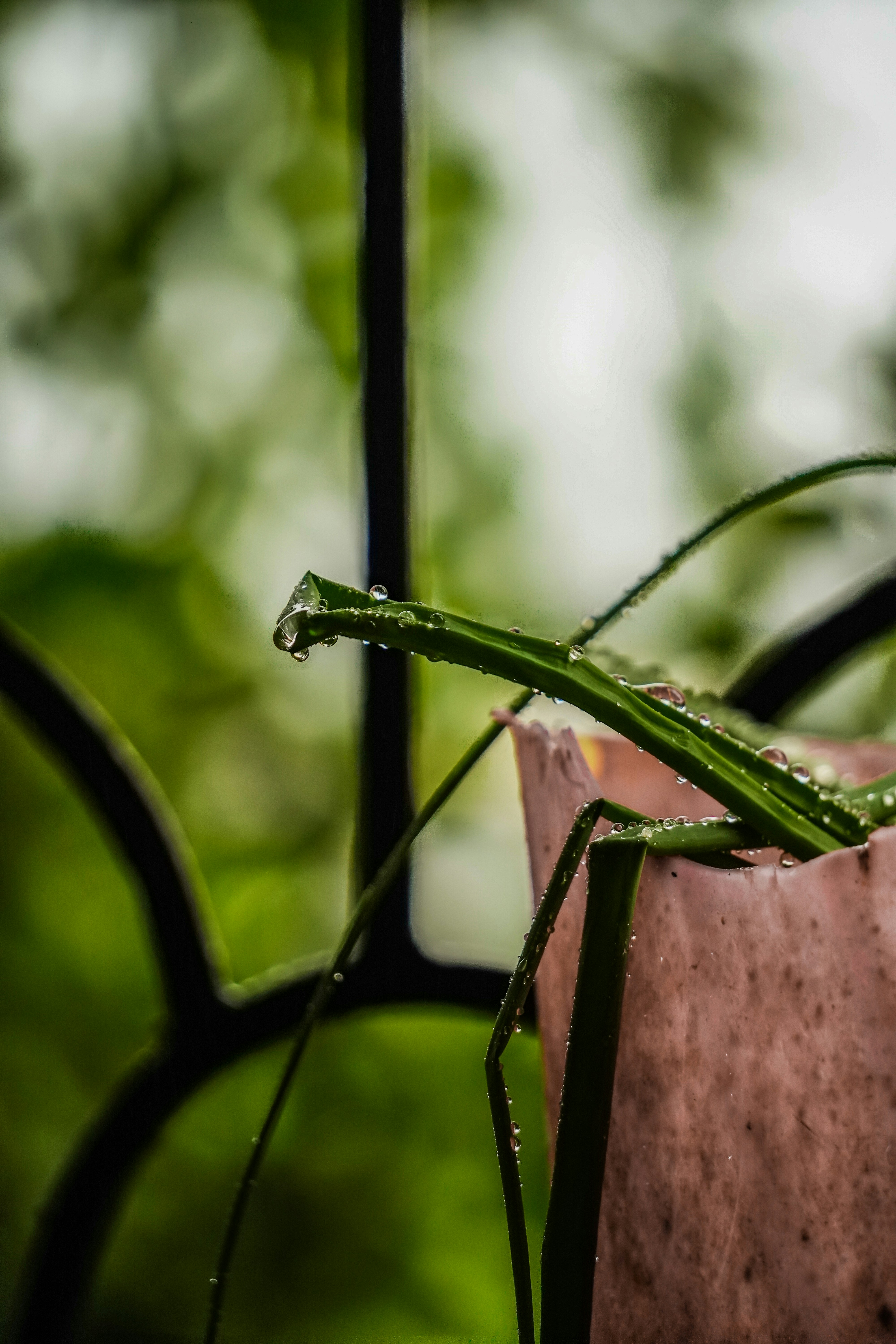 Dew Drops on a Tender Tendril by a Rusted Edge