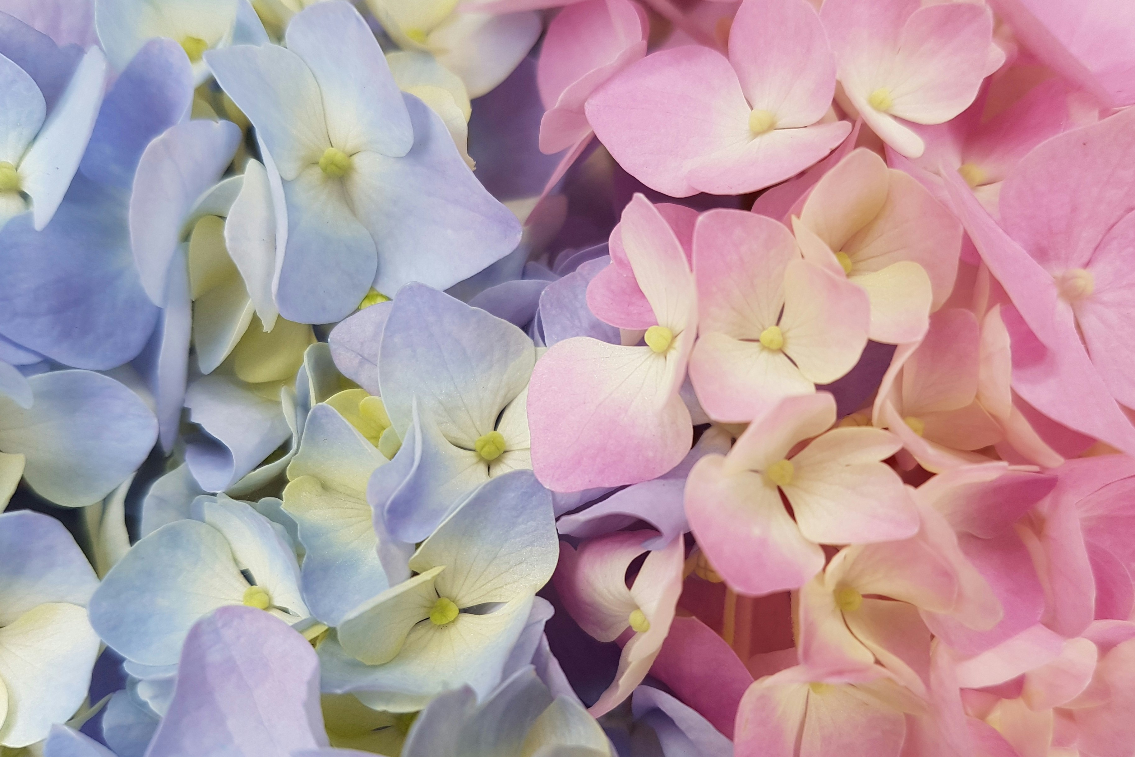 Whispering Pastels: A Macro Dance of HydrangeasHasmik Ghazaryan Olson