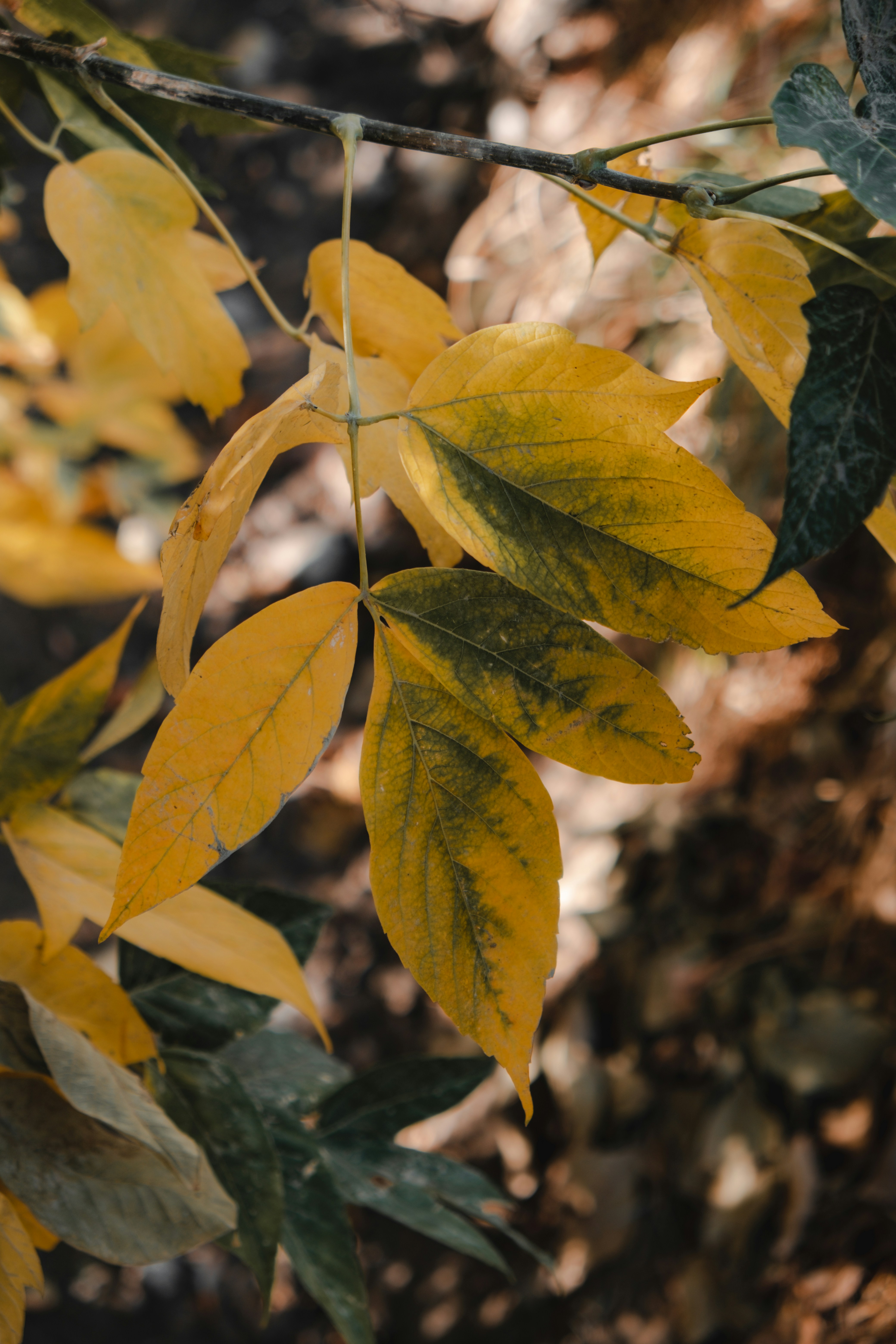 Vibrant yellow and green leaves intertwined, showcasing the transition of seasons. The intricate details highlight the beauty of nature's palette.