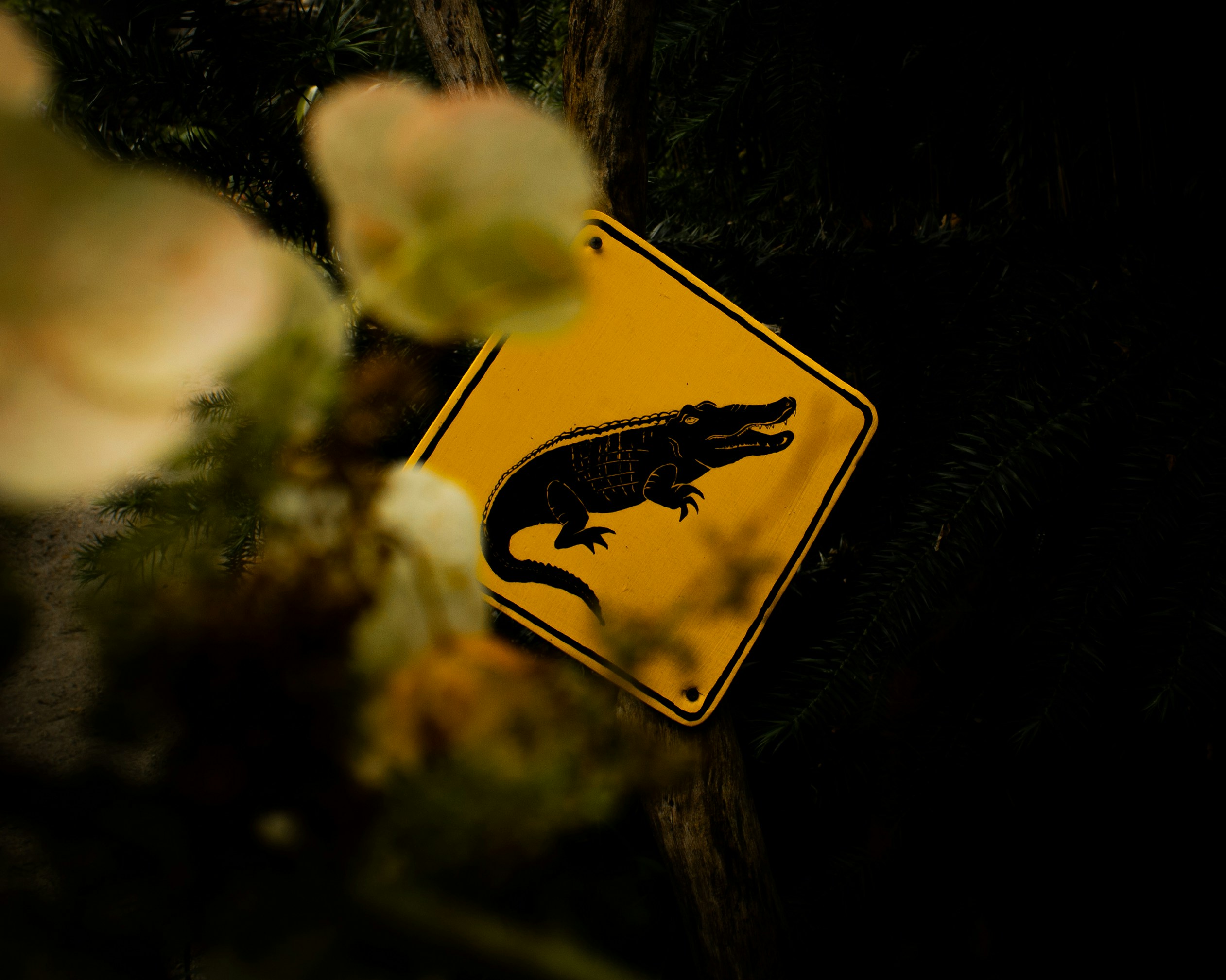 Moonlit Alligator Sign Half-Visible Through Dense Foliage
