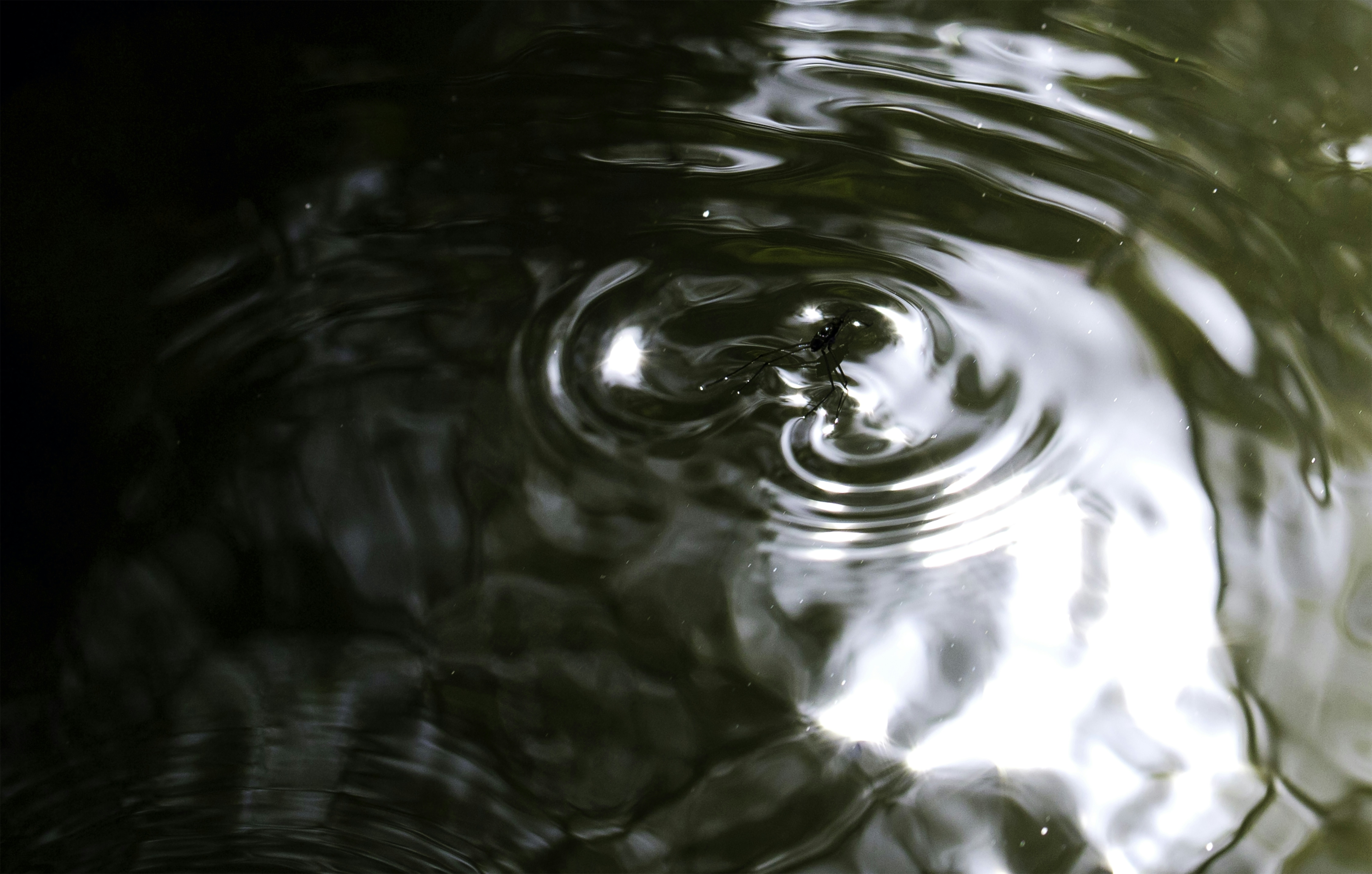 Water drop on body of water photo – Free Water Image on Unsplash