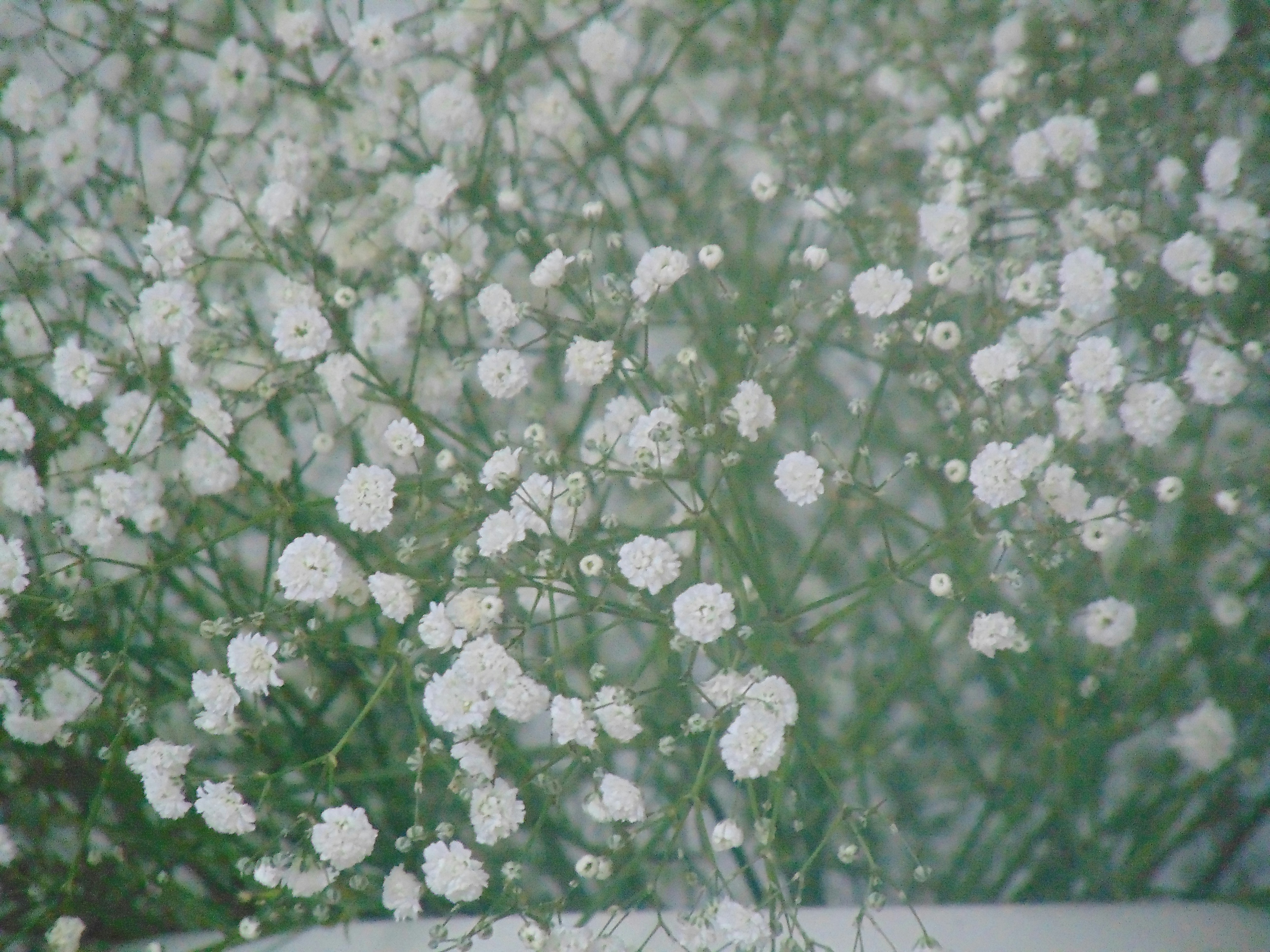 white flowers on green grass field