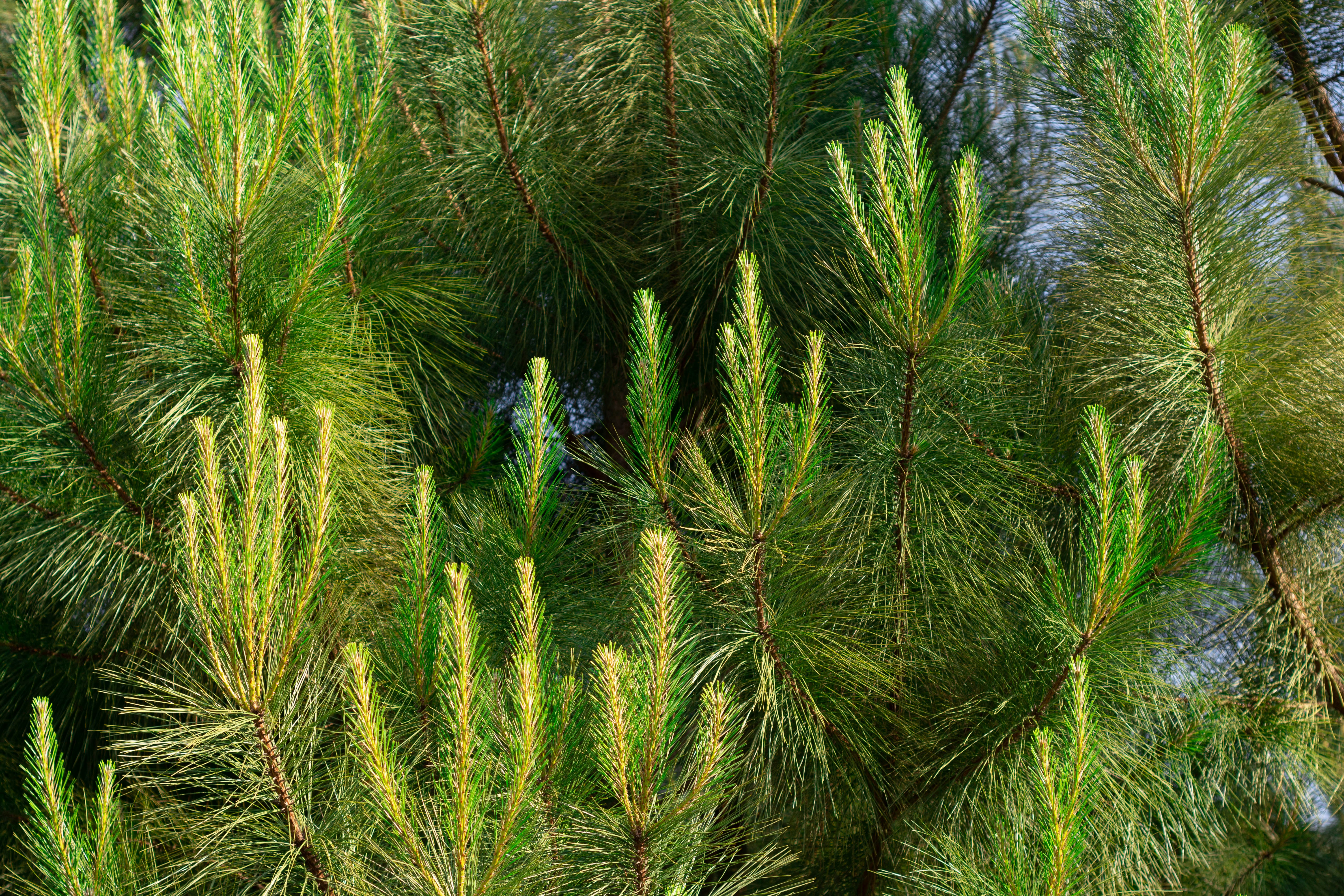 Emerald Sprigs in Sunlit Pine Boughs
