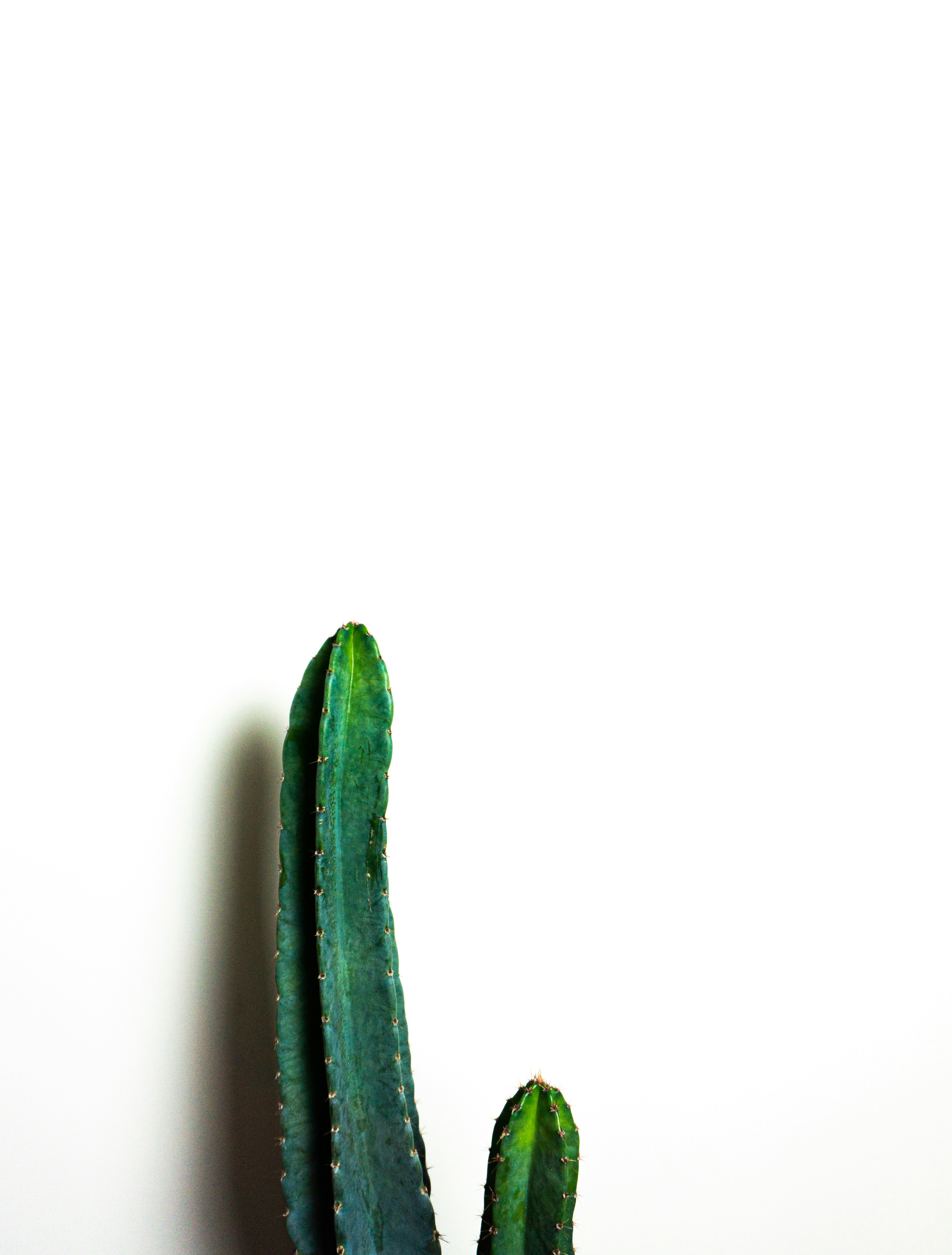 A tall cactus with vibrant green spines set against a stark white background, emphasizing its resilience and beauty in simplicity.