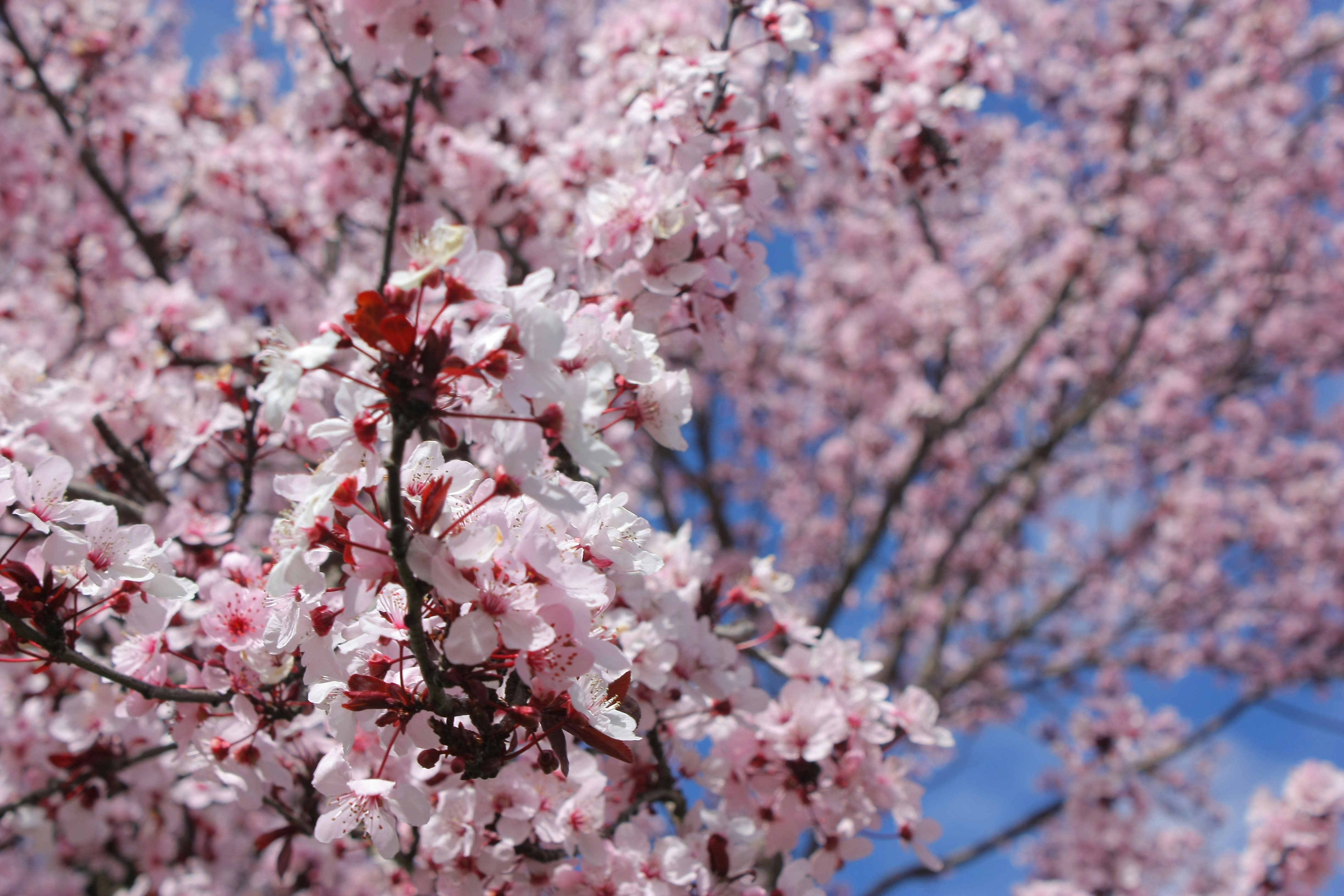 Albero di ciliegio rosa durante il giorno photo – Photo Fleur de ...