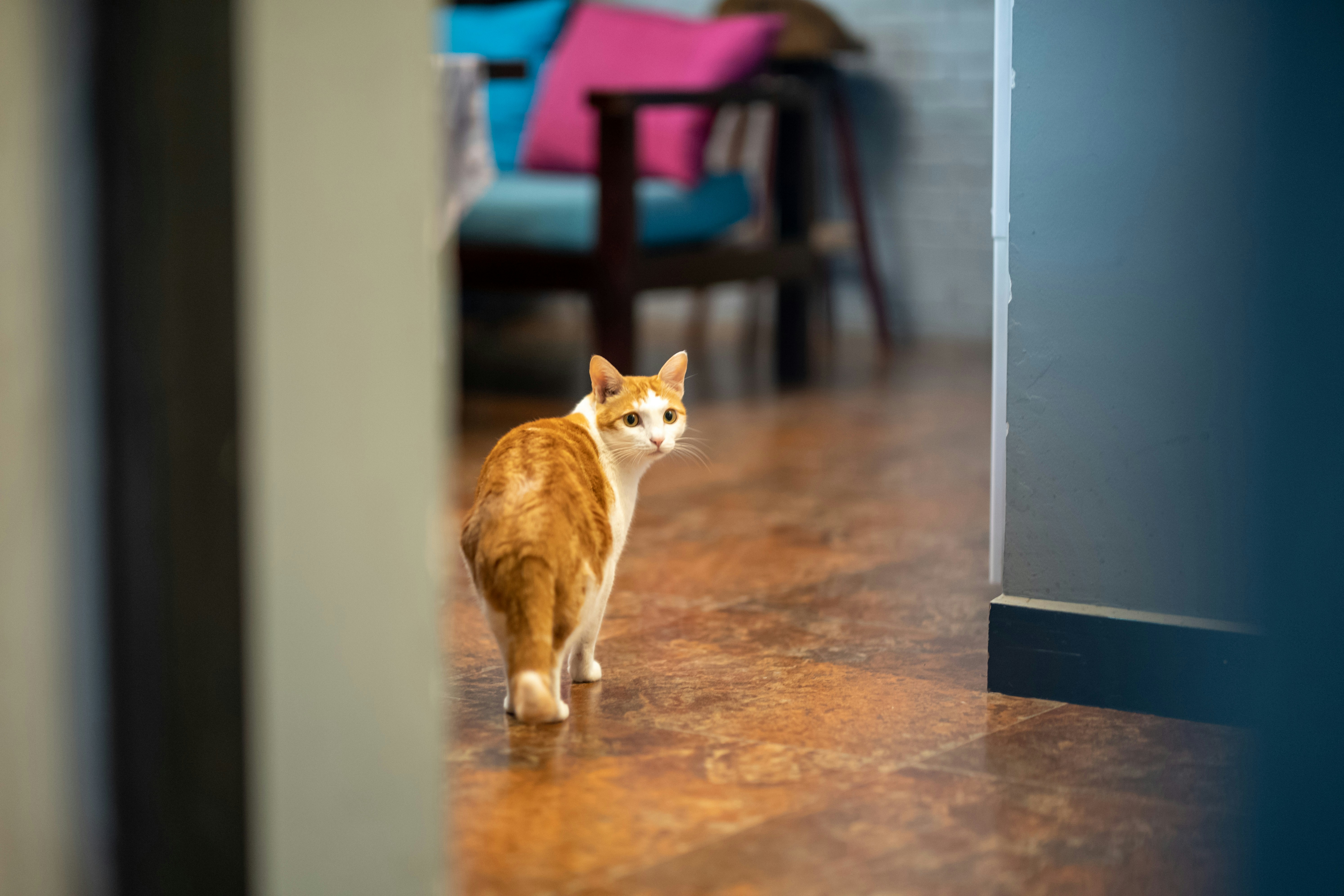 Orange Cat Emergence: A Quiet Moment in the Hall