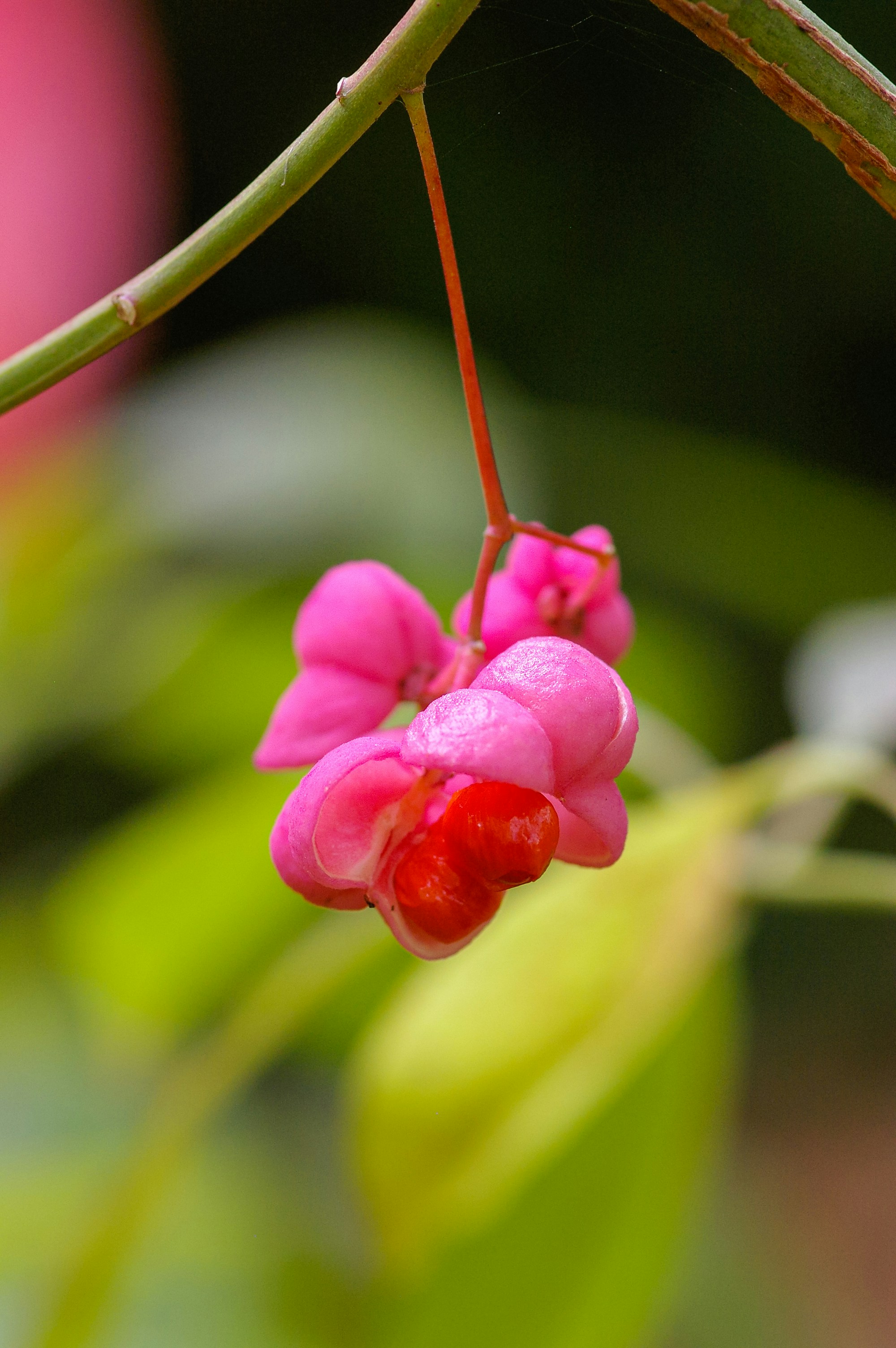 Vibrant pink seed pods hanging gracefully from a slender stem, surrounded by lush green foliage. The intricate details of the pods are highlighted against a soft background.