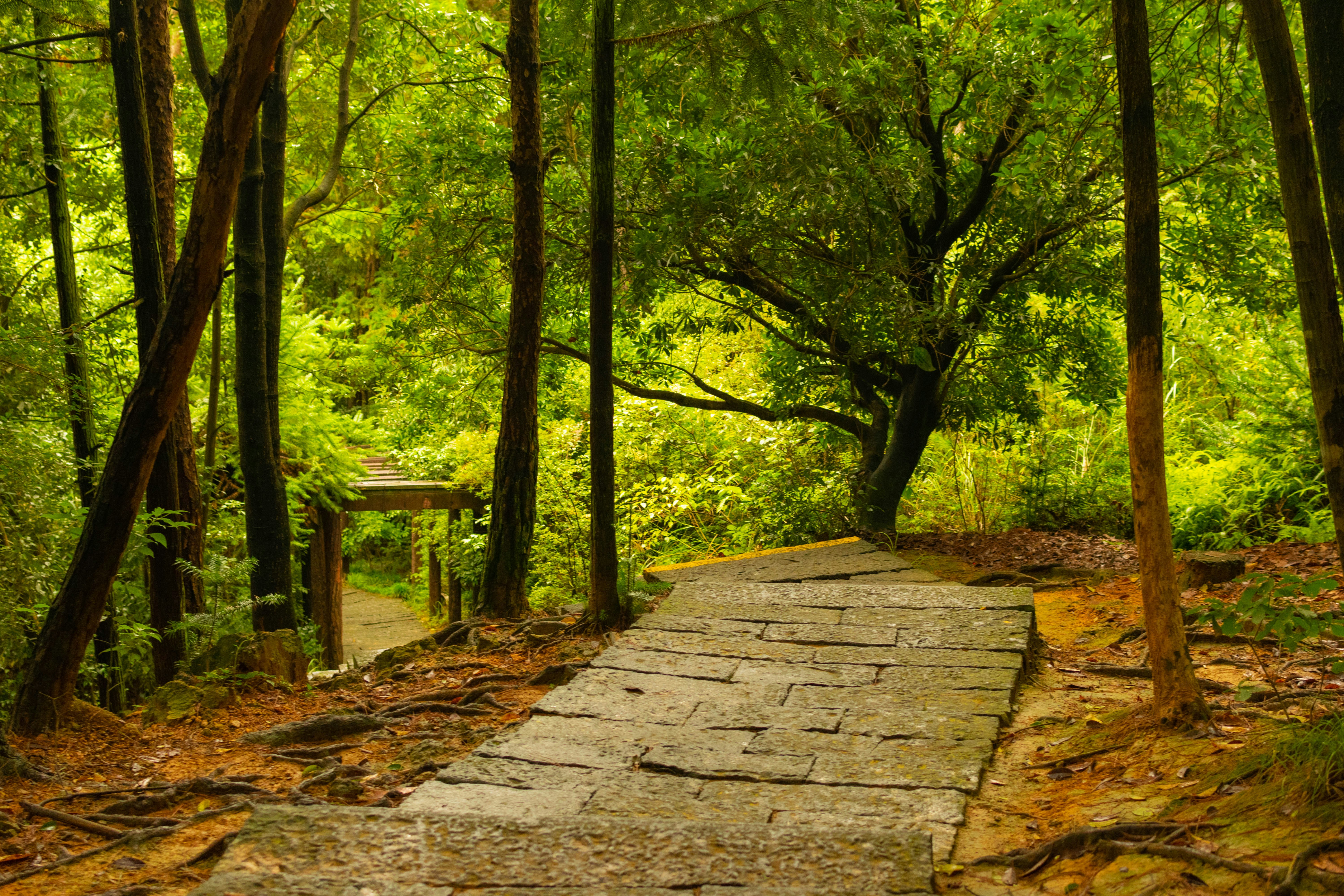 Gray concrete pathway between green trees during daytime photo – Free ...