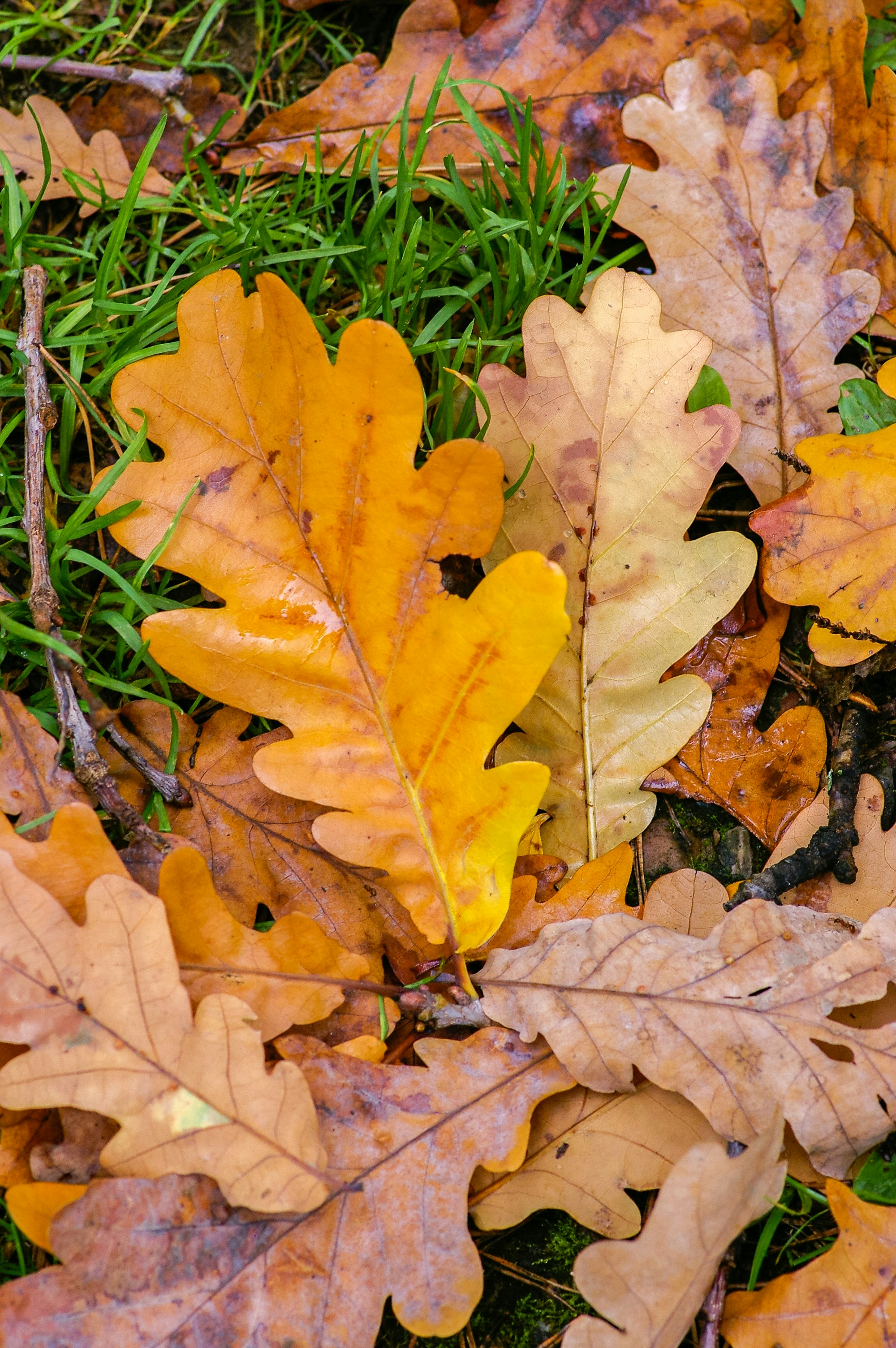 A vibrant assortment of fallen oak leaves in various hues of yellow and orange, scattered among green grass and twigs.