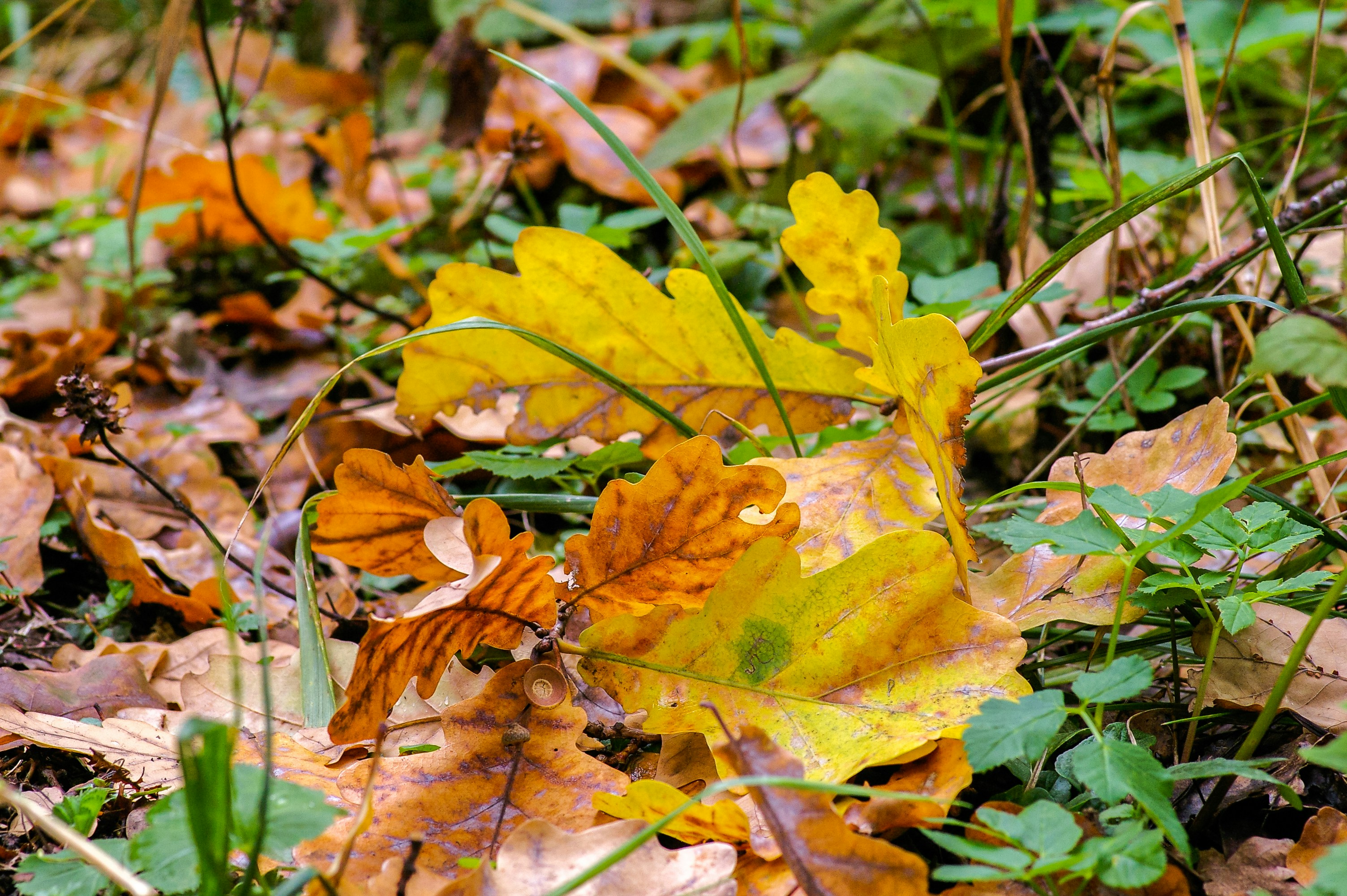 Amber Fragments on the Forest Floor: A Quiet Autumn Groundscape