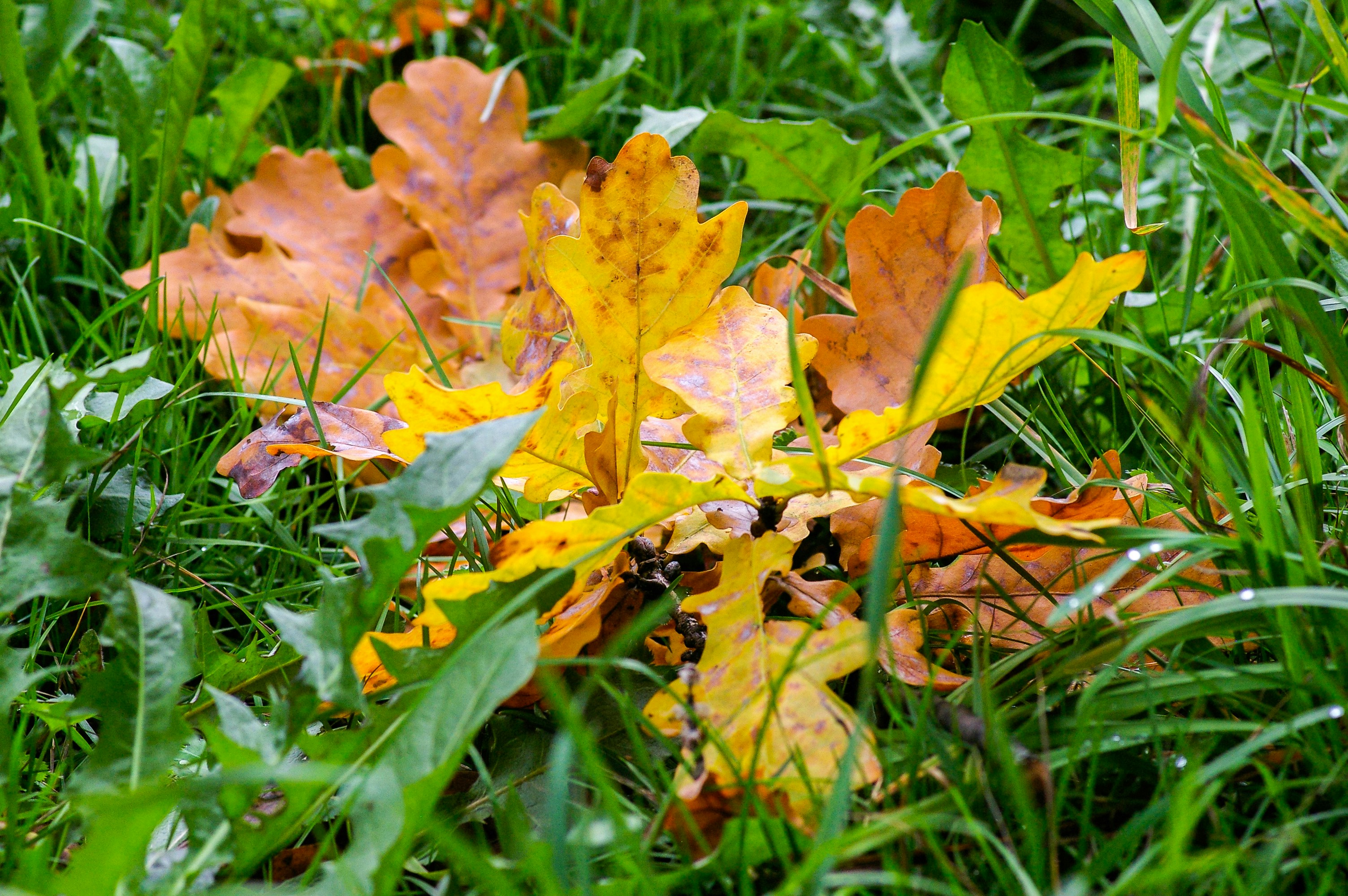 Amber Oak Leaf Centerpiece Amid a Sea of Green Grass