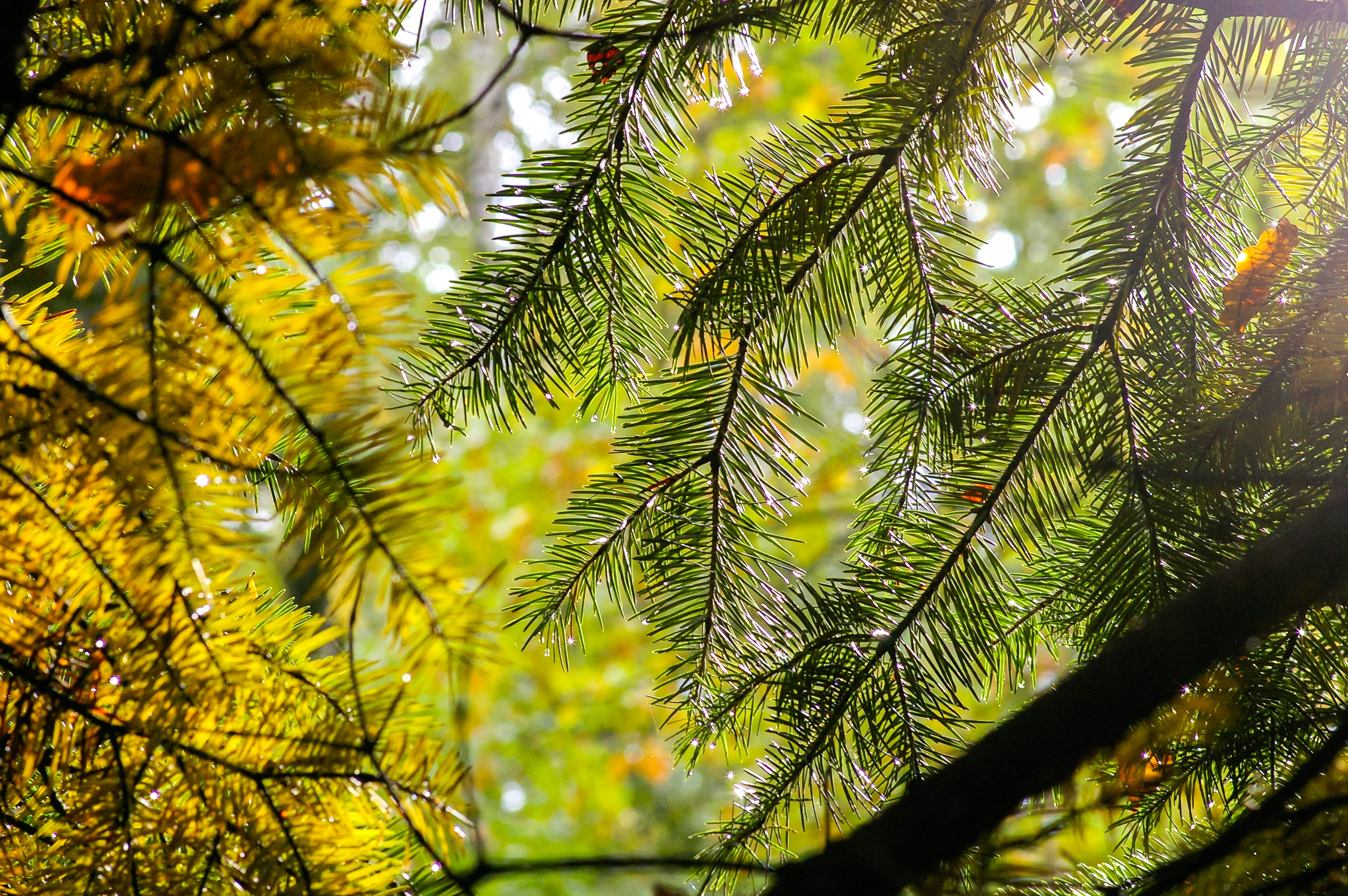 Sunlit Needle Veil: Autumn Radiance Through Pine Canopy