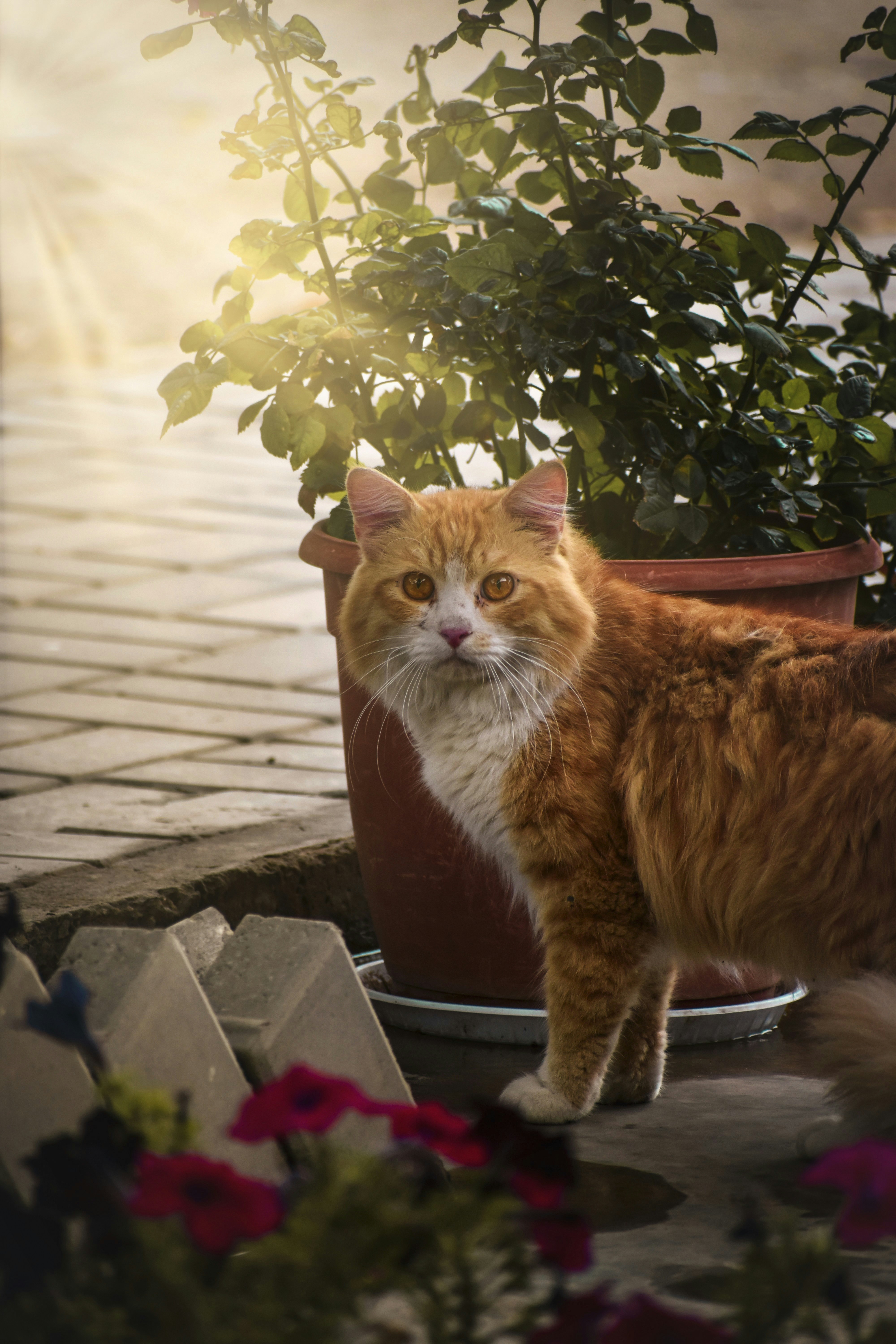 Sunlit Feline: Orange Cat Posing by a Plant in Golden Hour